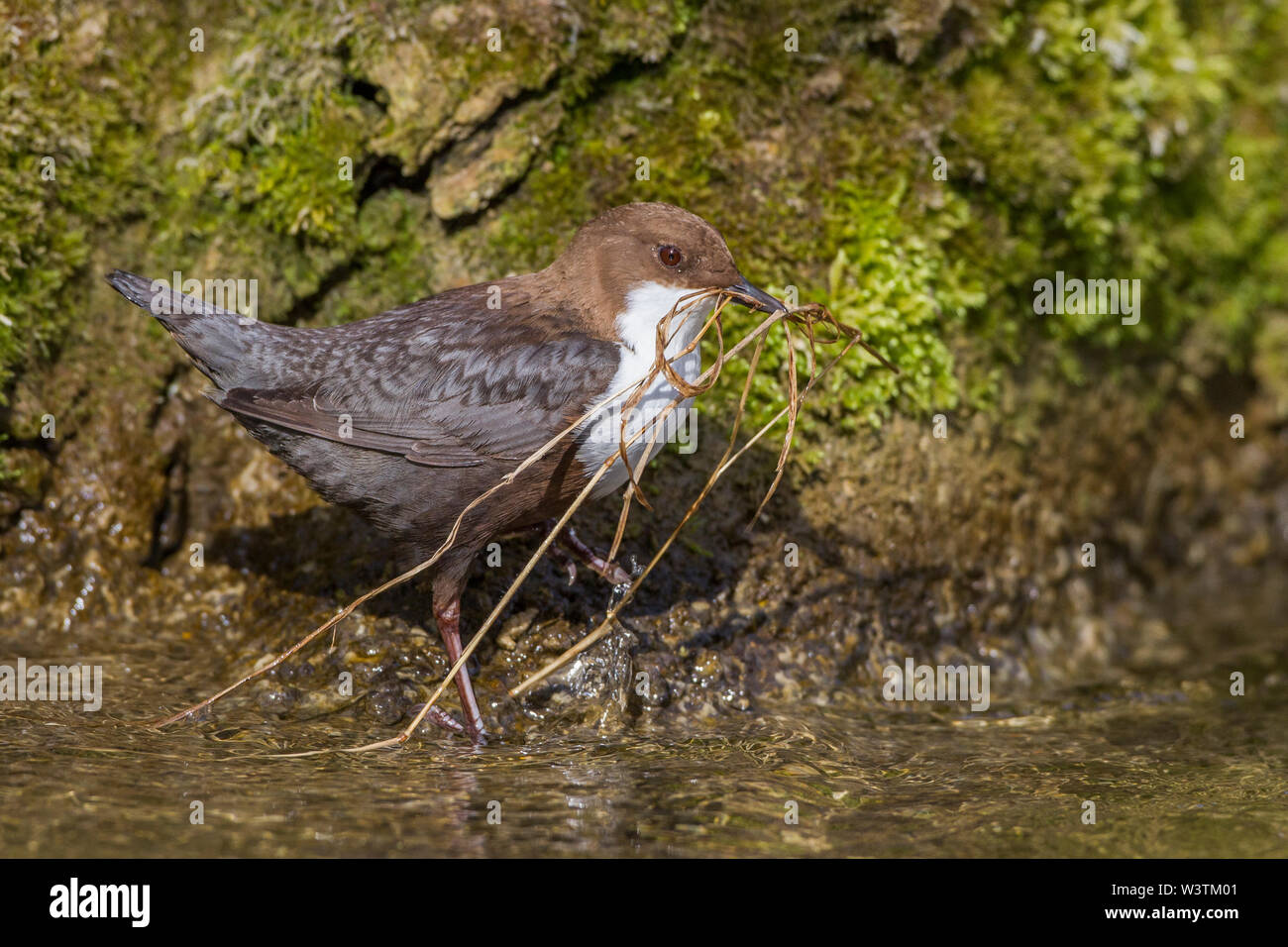 White-throated Dipper, European Dipper, Wasseramsel (Cinclus cinclus ...