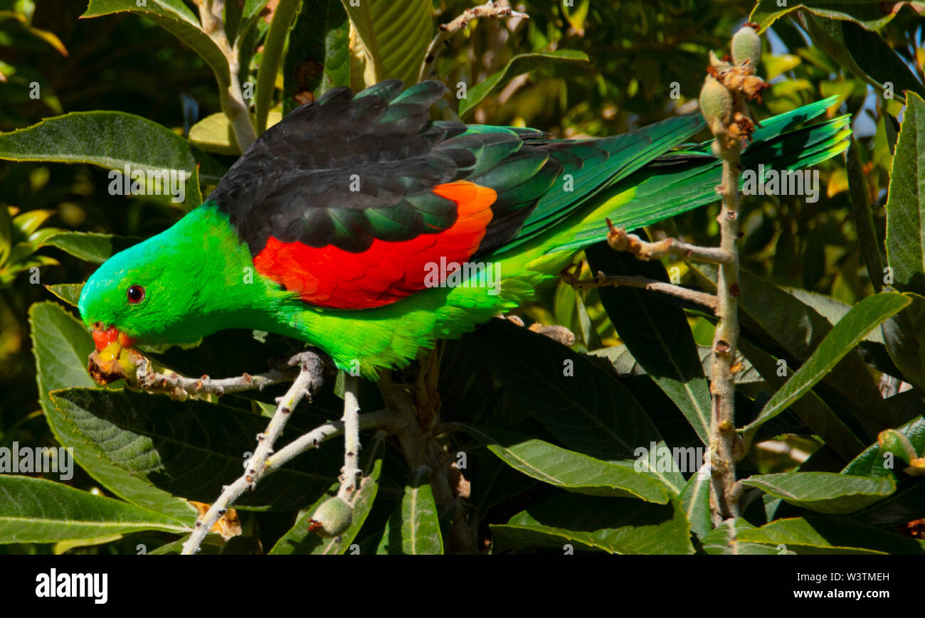 Male Red Winged Parrot at Skye Milliner blog