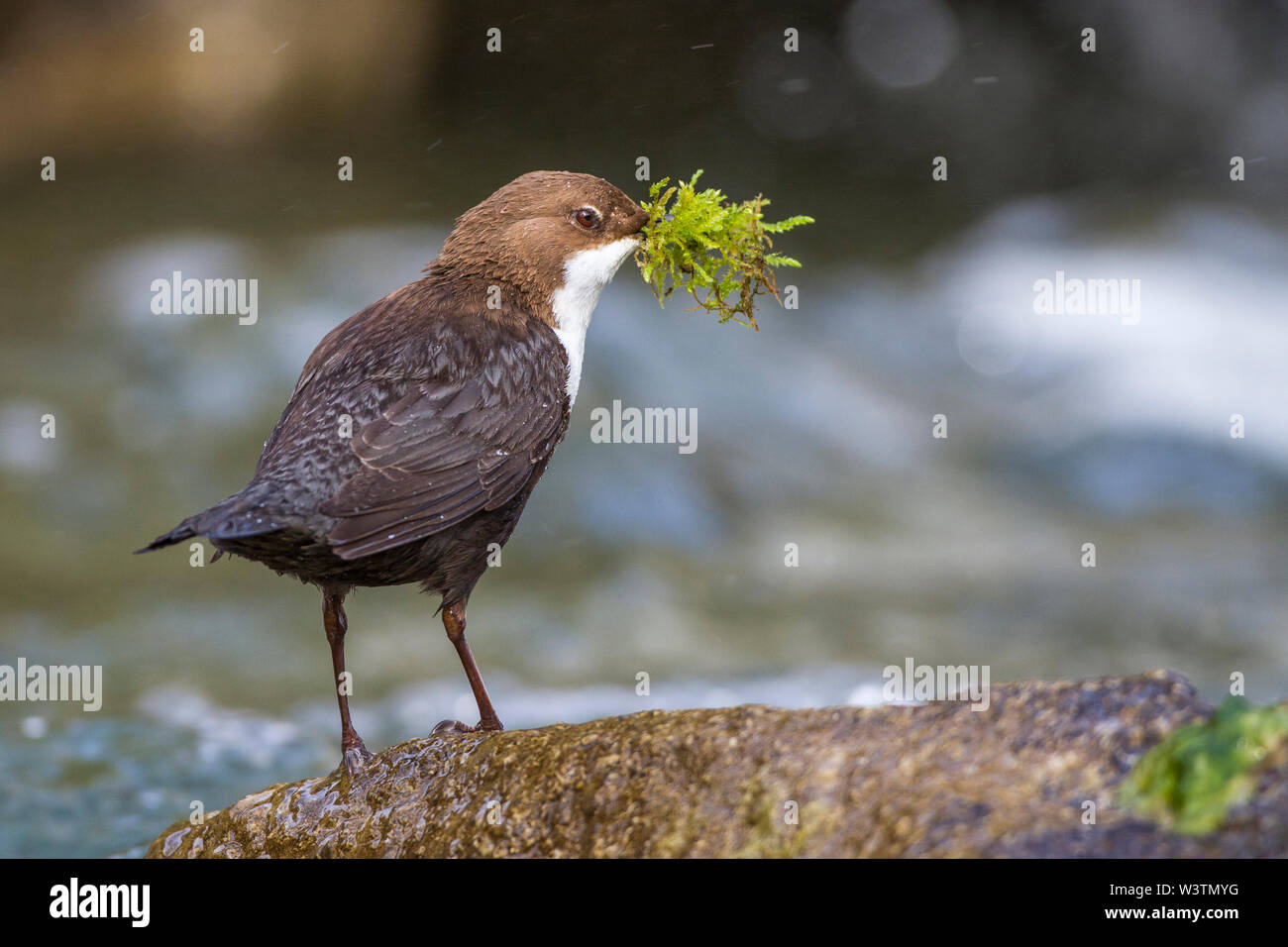 White-throated Dipper, European Dipper, Wasseramsel (Cinclus cinclus ...