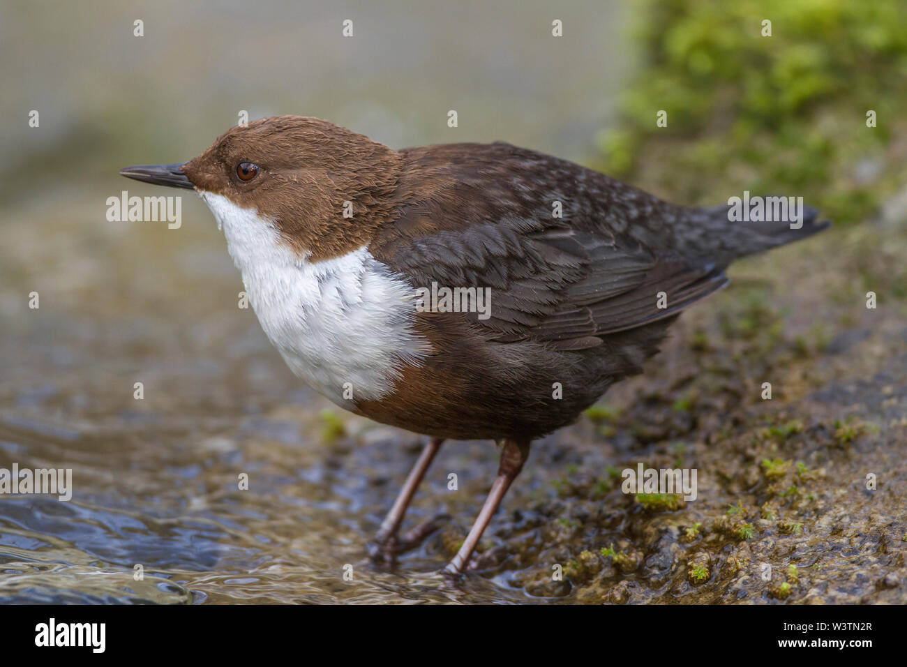 199f rmu 1400331 hi-res stock photography and images - Alamy