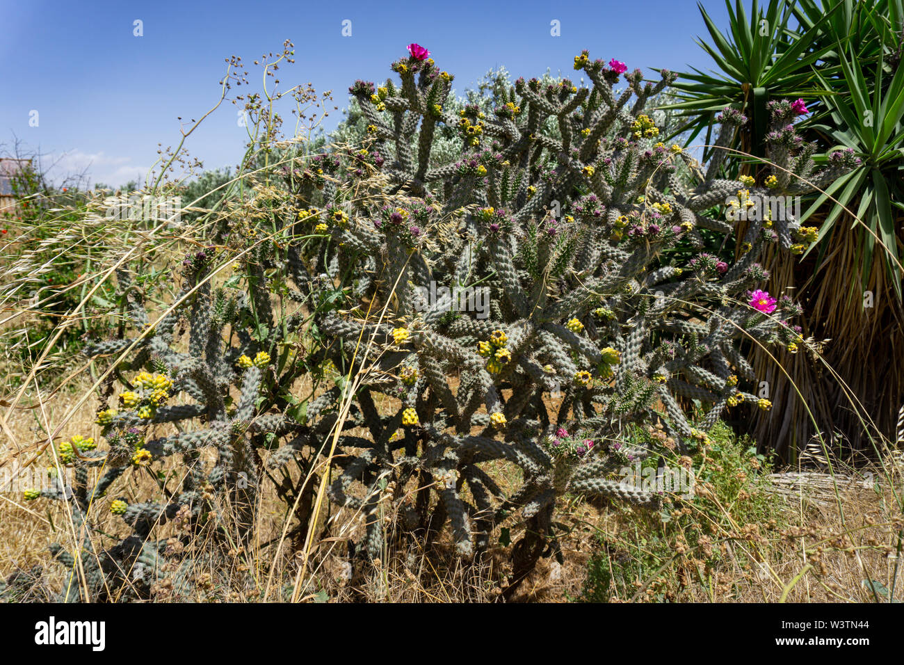 Cactus north cyprus hi-res stock photography and images - Alamy