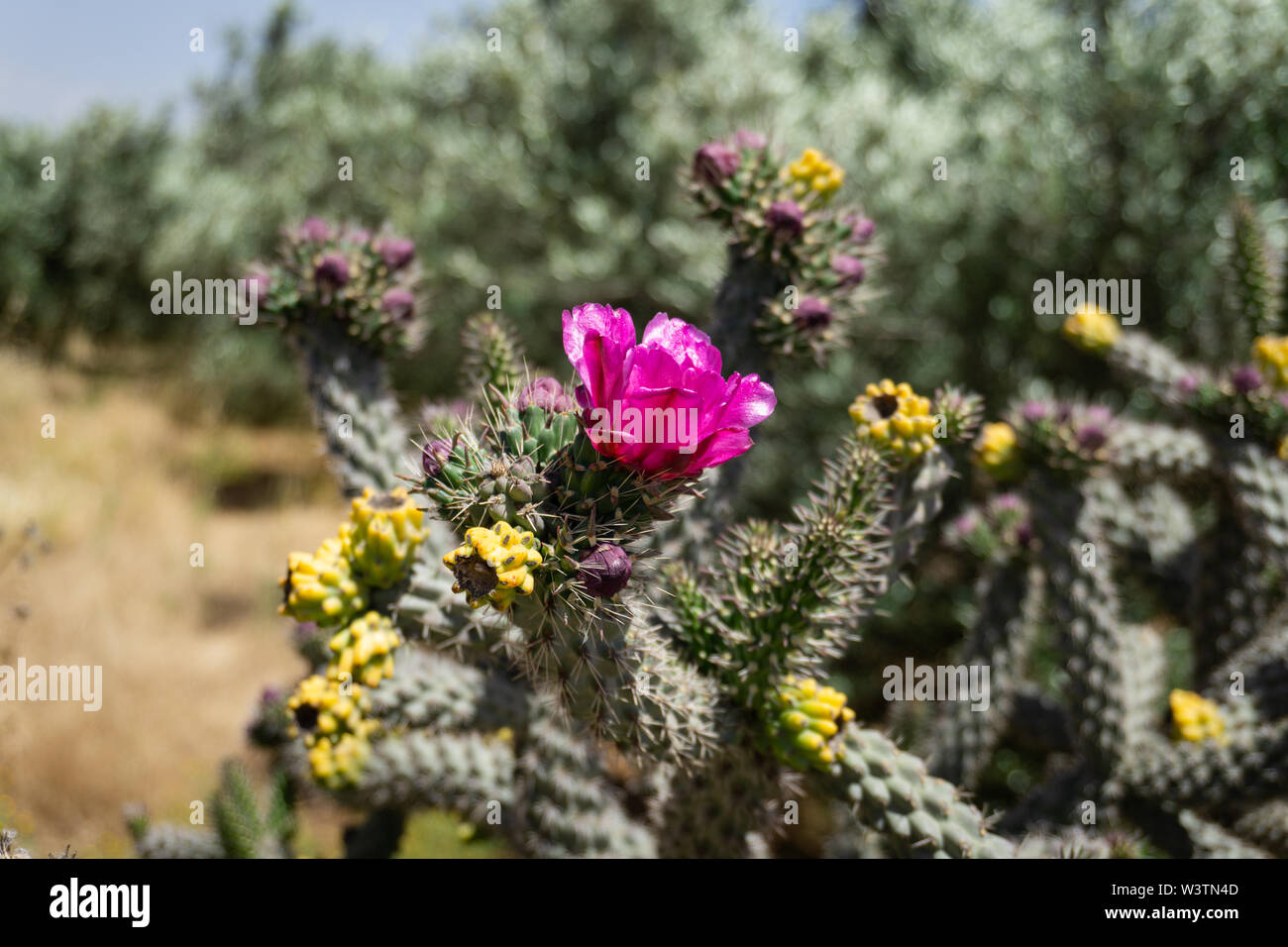 Beautiful cactus in Northern Cyprus Stock Photo - Alamy