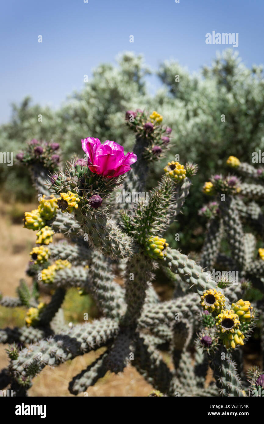 Cactus north cyprus hi-res stock photography and images - Alamy