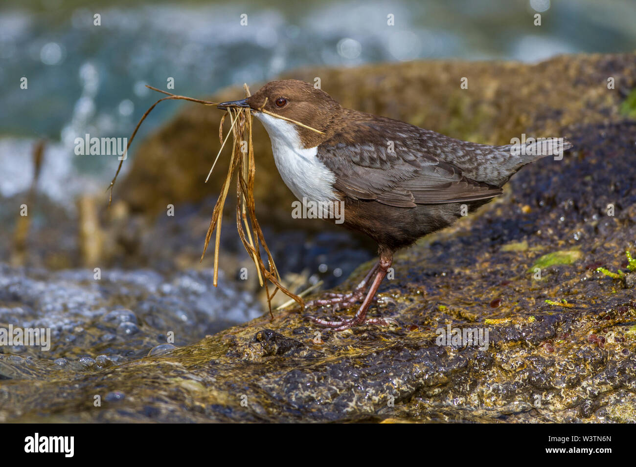 White-throated Dipper, European Dipper, Wasseramsel (Cinclus cinclus ...