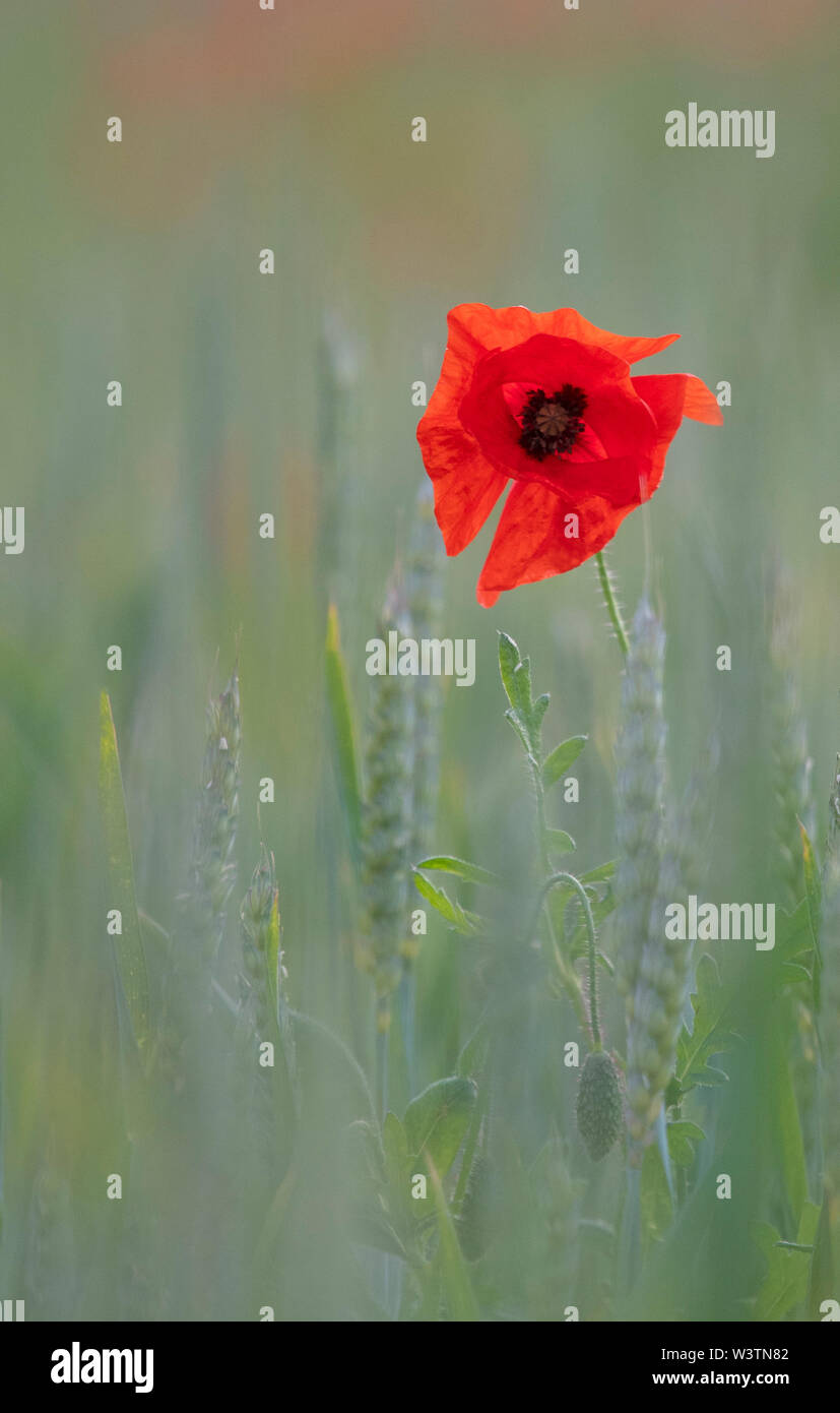 Single red poppy, United Kingdom Stock Photo - Alamy