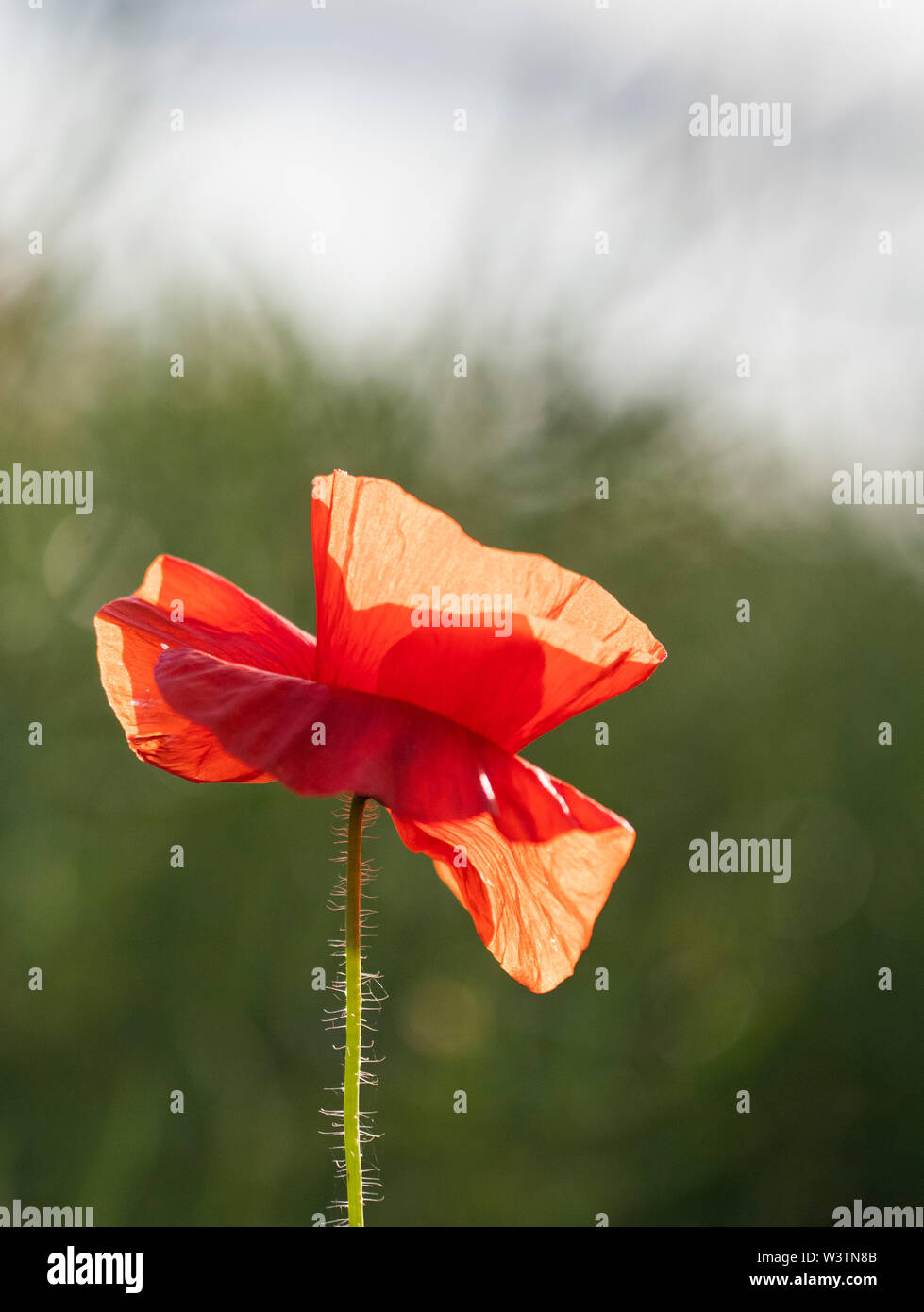 Backlit single red poppy, United Kingdom Stock Photo - Alamy