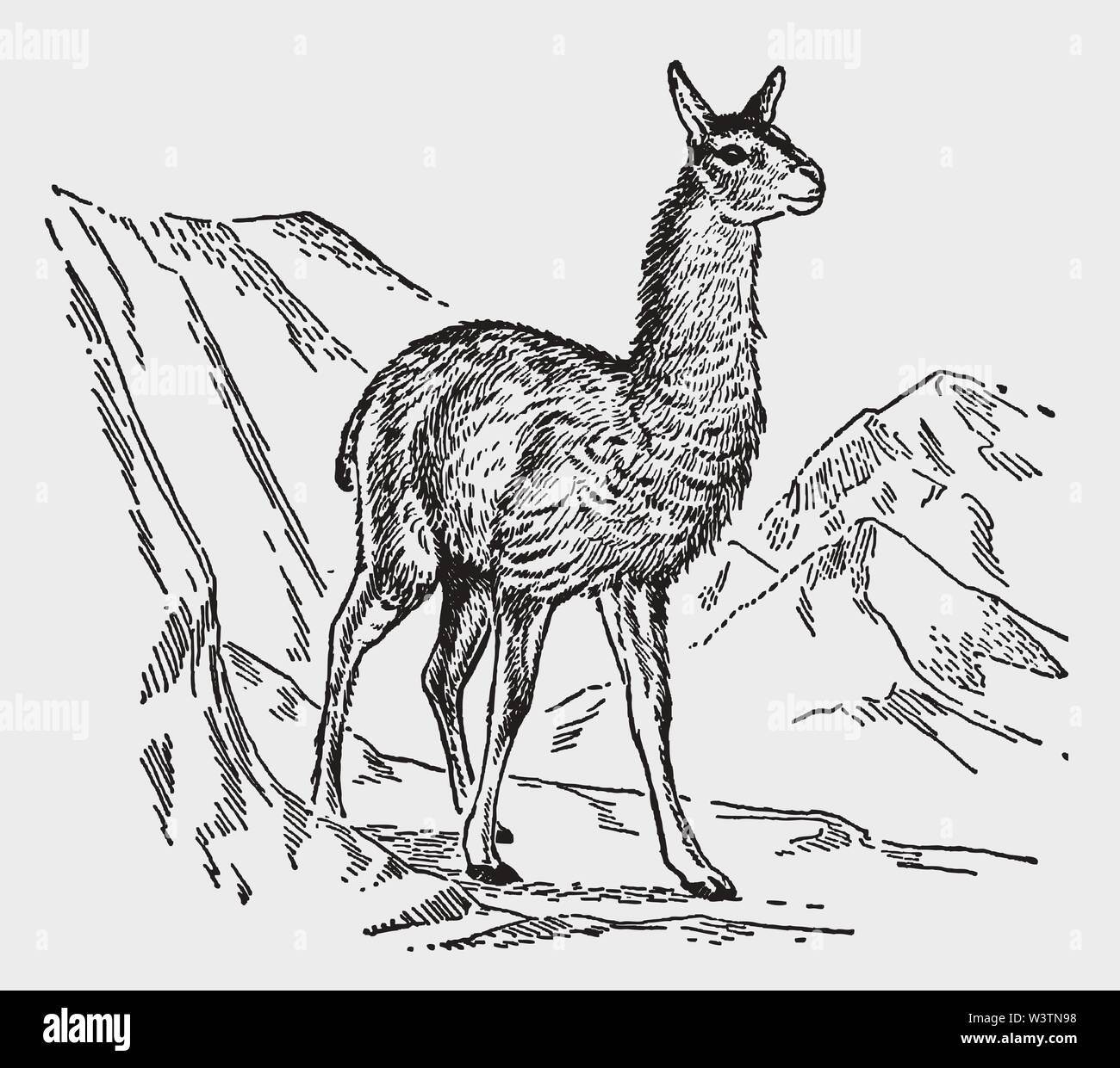 Guanaco Stock Vector Images - Alamy