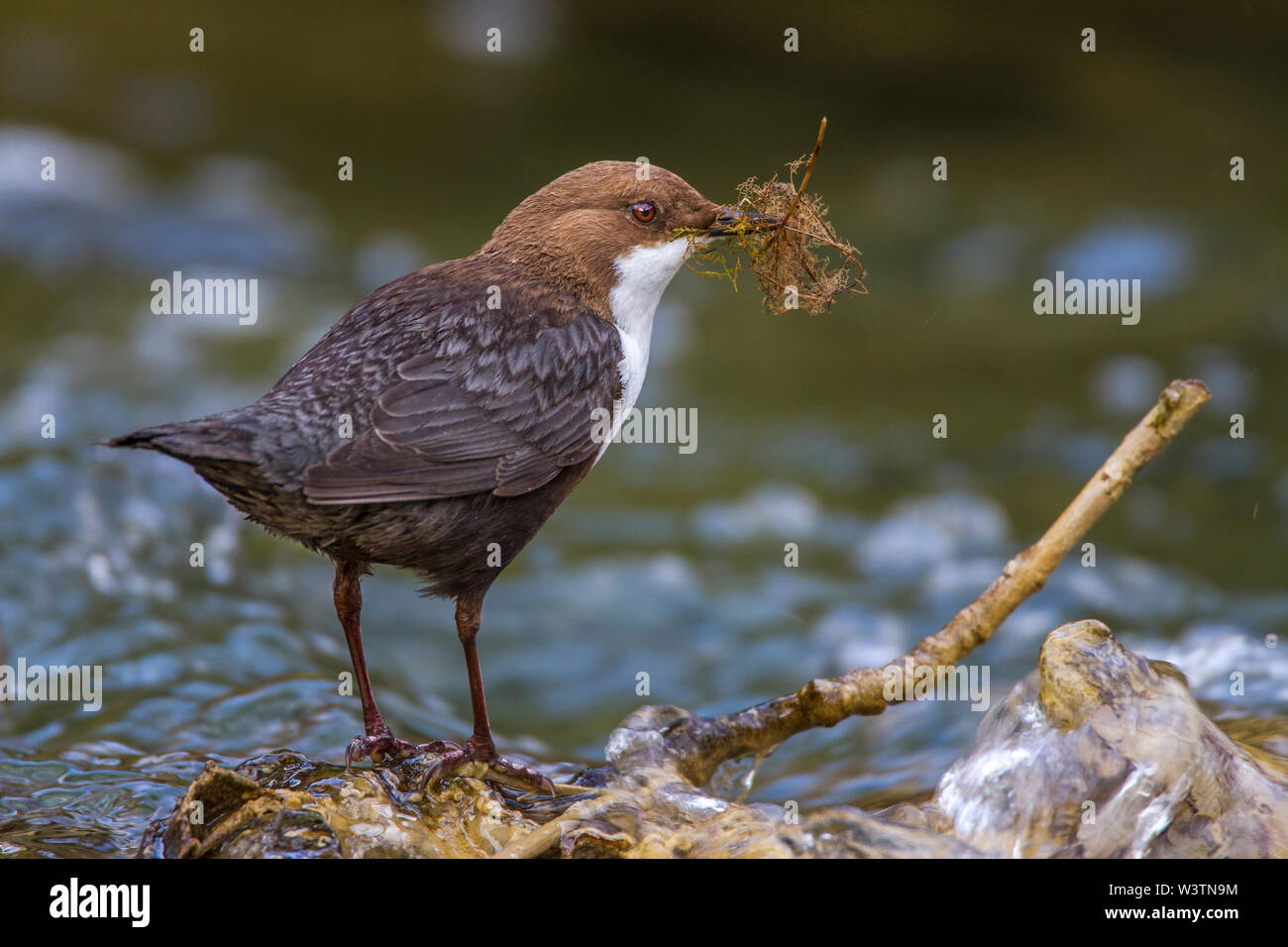 199f rmu 1400362 hi-res stock photography and images - Alamy