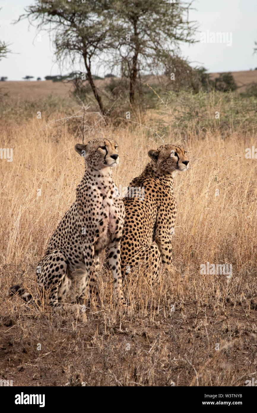 Mother cheetah teaches her son to keep a watchful eye for predators as ...
