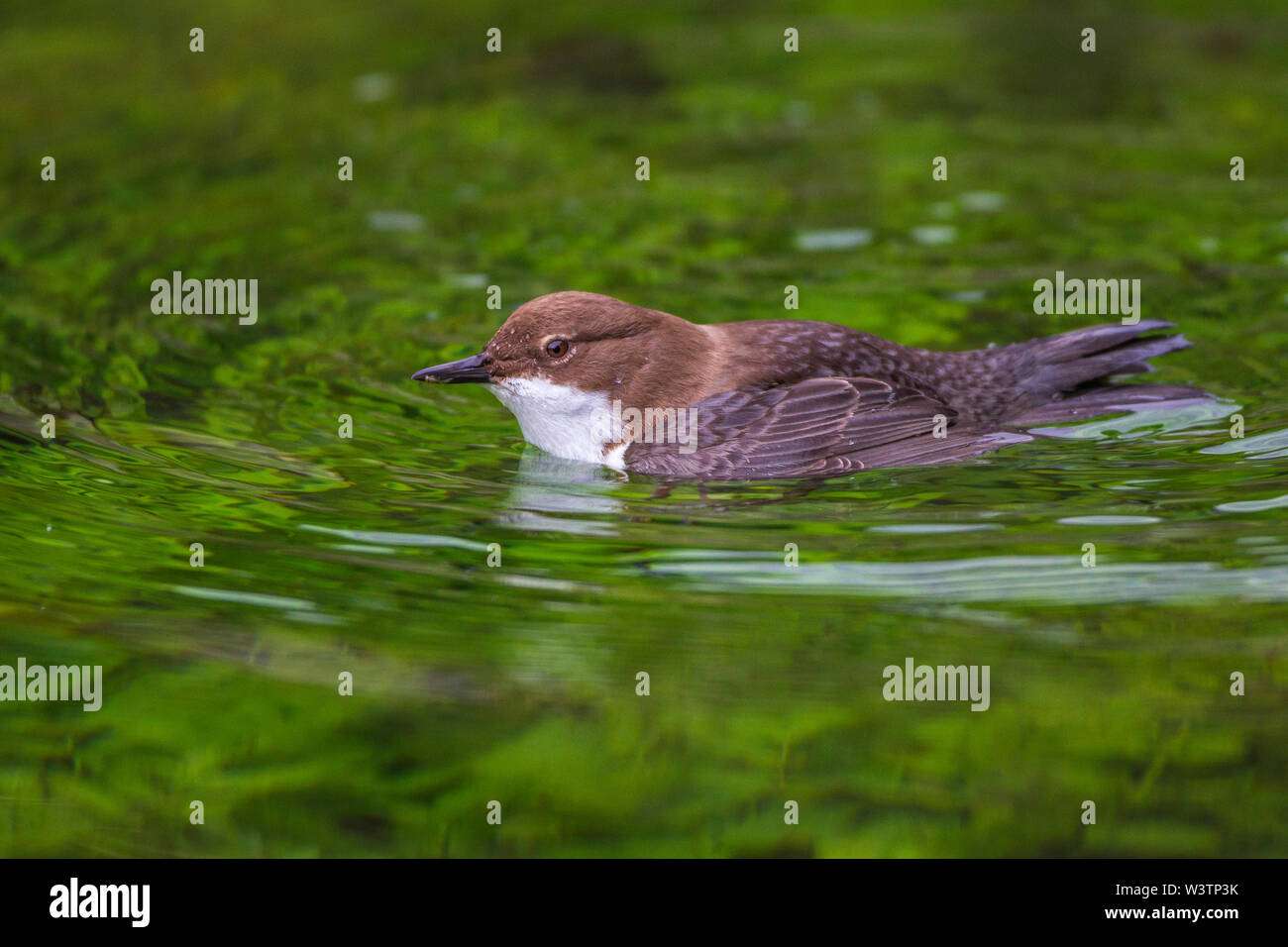 199f rmu 1400511 hi-res stock photography and images - Alamy