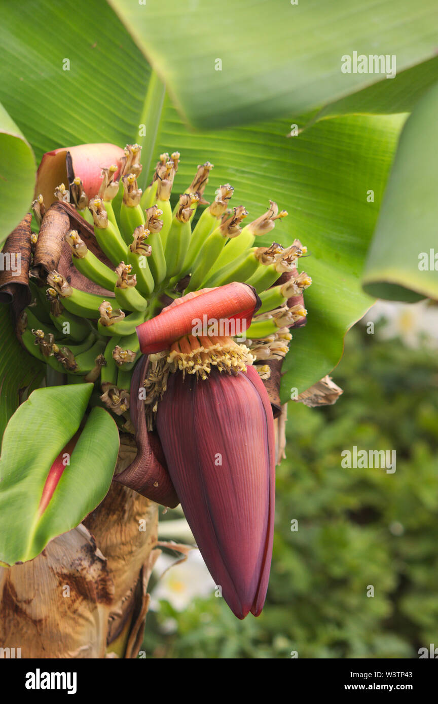 A banana flower is an edible fruit produced by several large, flowering ...