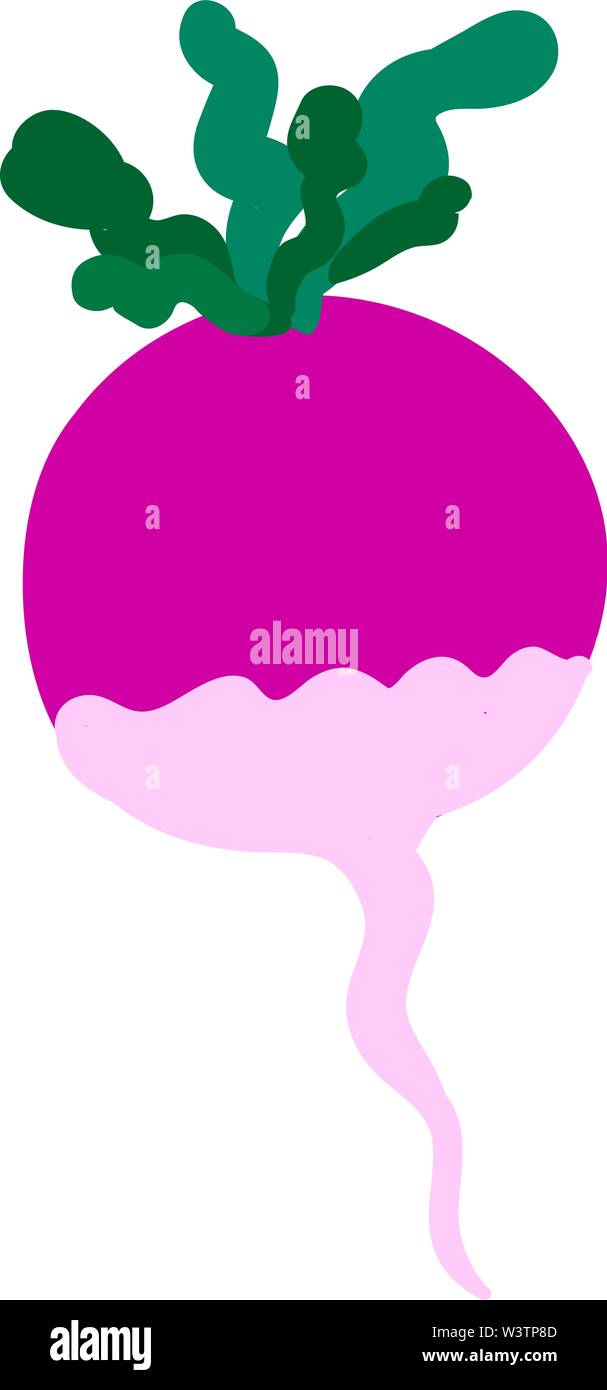 Pink radish, illustration, vector on white background Stock Vector ...