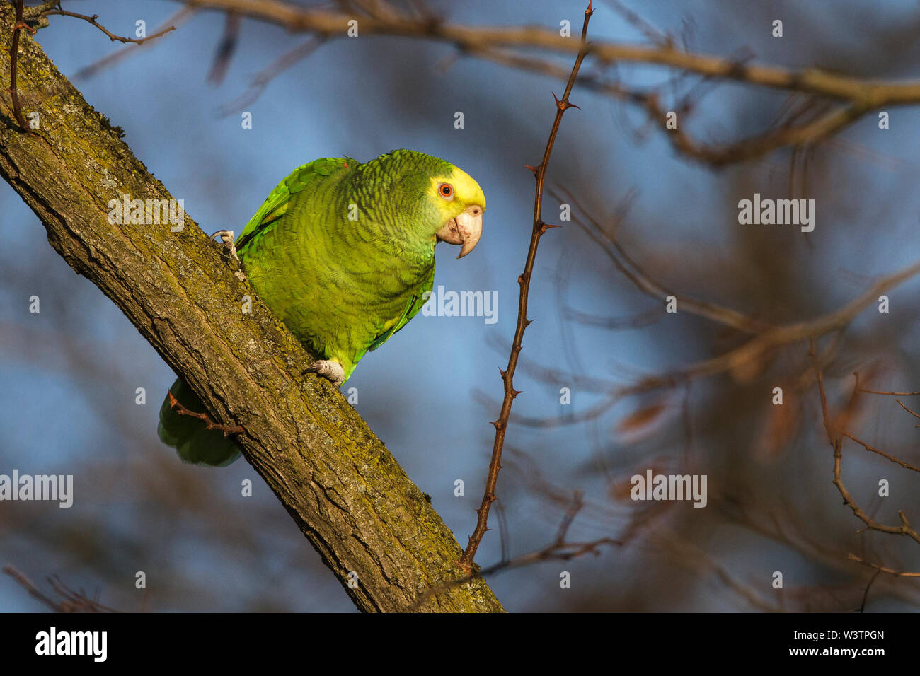 yellow-crowned amazon, yellow-crowned parrot, Gelbkopfamazone (Amazona ...