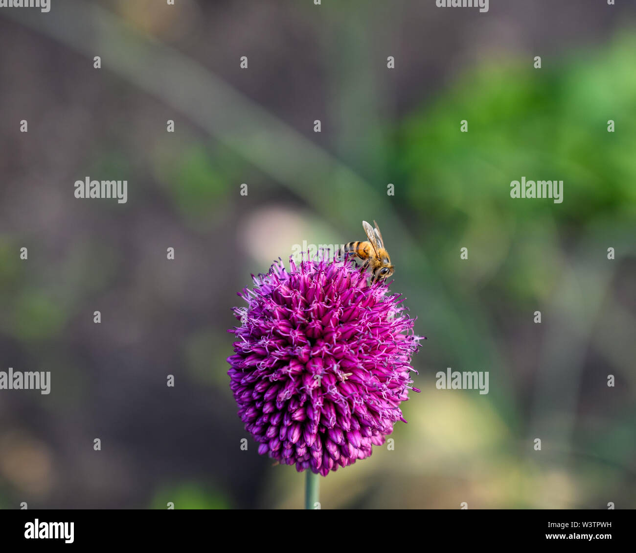 Bee pollination on spring hi-res stock photography and images - Alamy