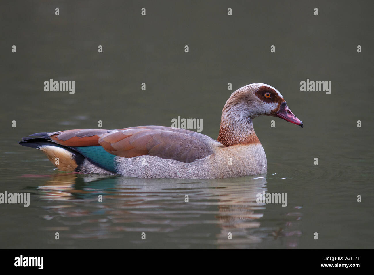 Egyptian goose, Nilgans (Alopochen aegyptiacus Stock Photo - Alamy