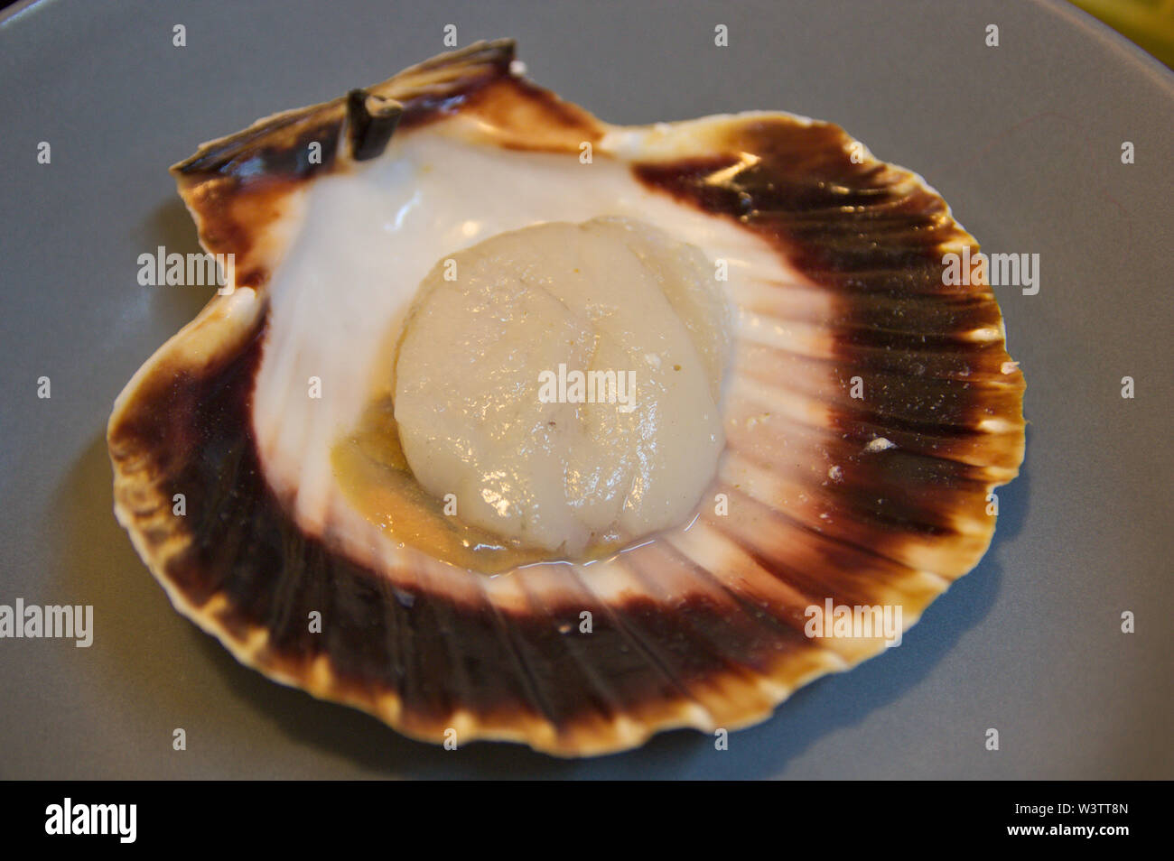 Japanese scallop shells hi-res stock photography and images - Alamy
