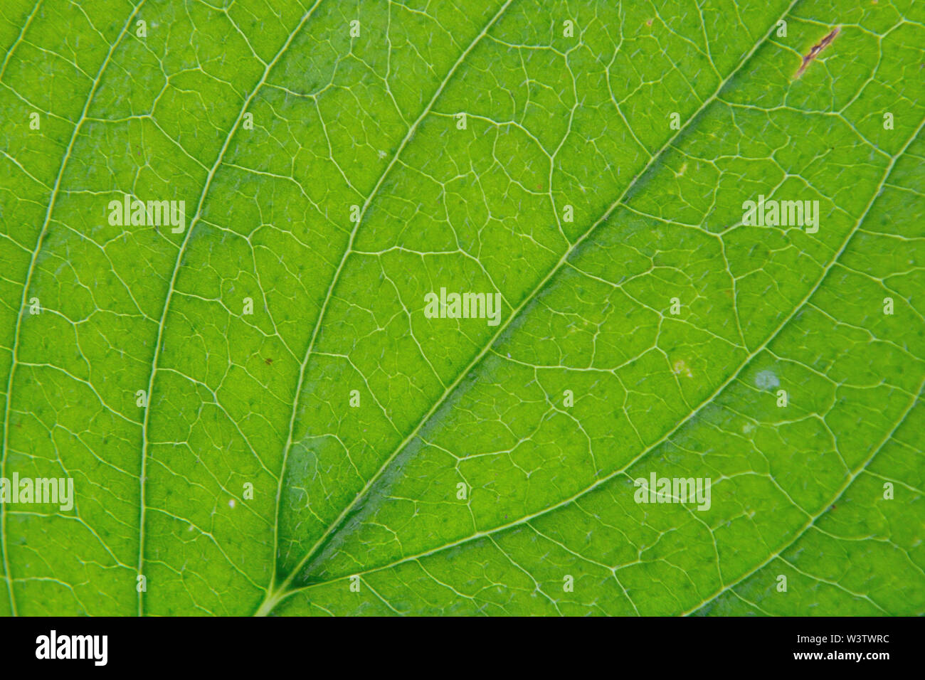 Cornus mas close up hi-res stock photography and images - Alamy