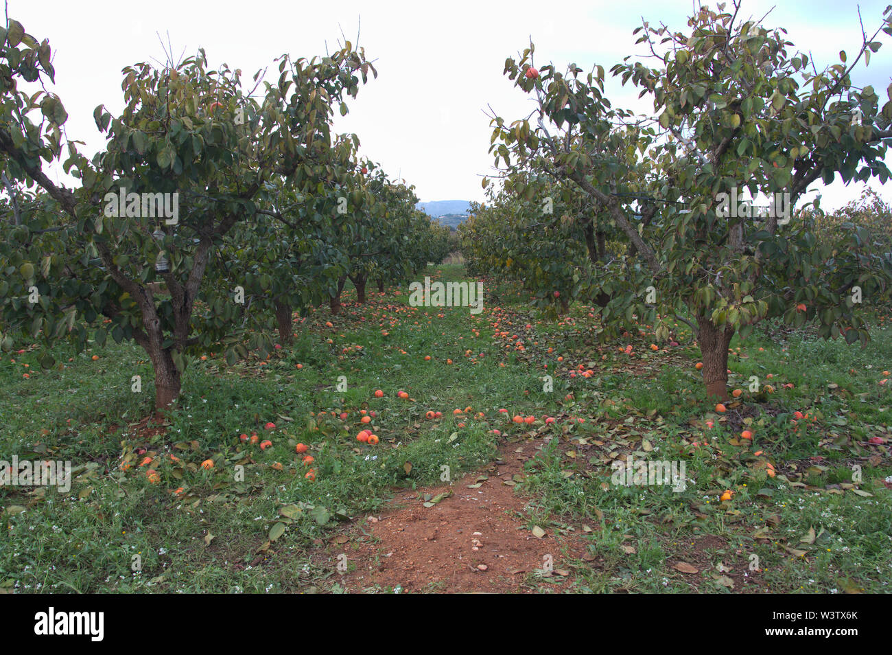 General plan of a field of persimmons whose harvest has recently been ...