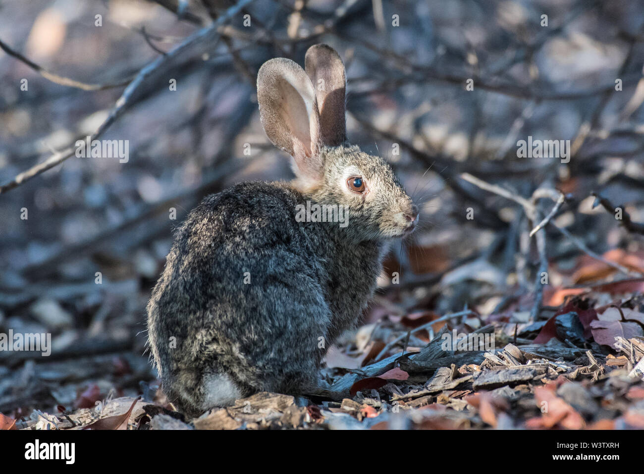 Cotton Tail rabbit remaining alert as sun shines directly in eye while ...