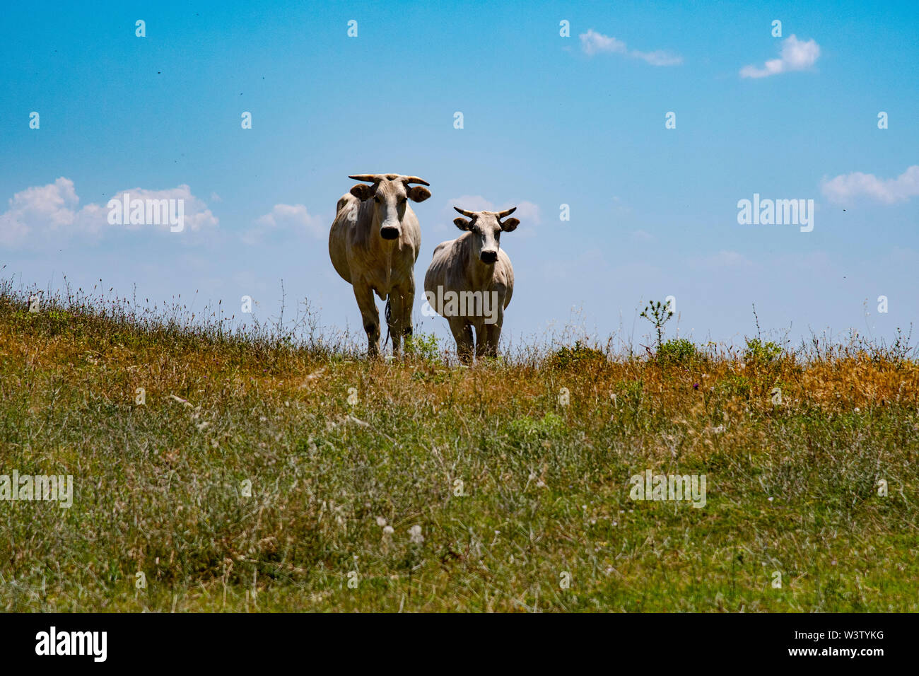 Chianina bull hi-res stock photography and images - Alamy