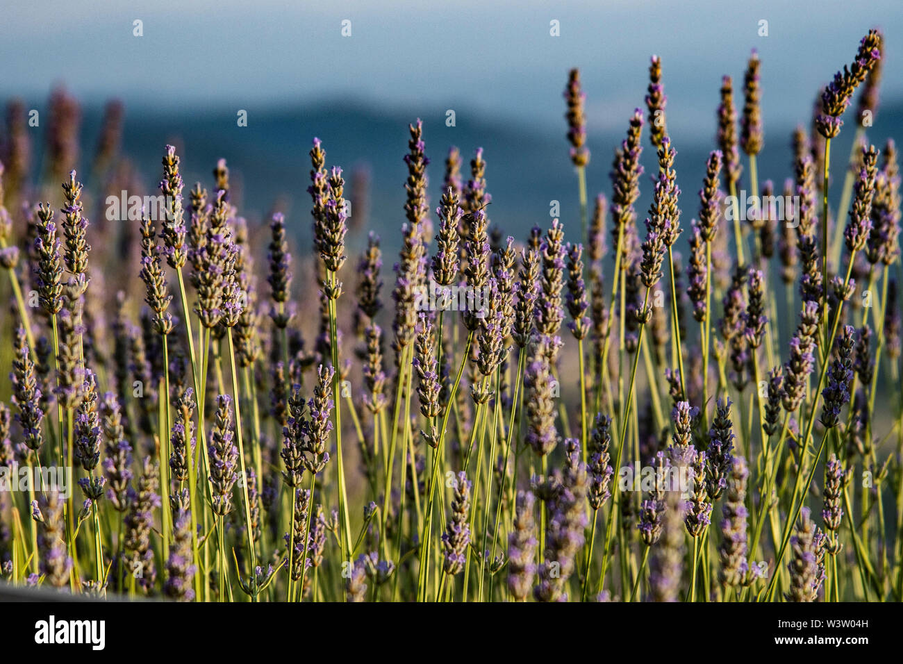 Lavender tuscany italy hi-res stock photography and images - Alamy
