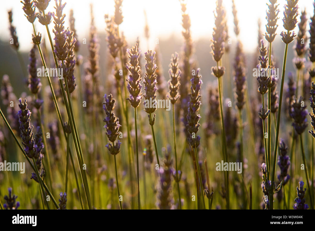 Lavender field tuscany hi-res stock photography and images - Alamy