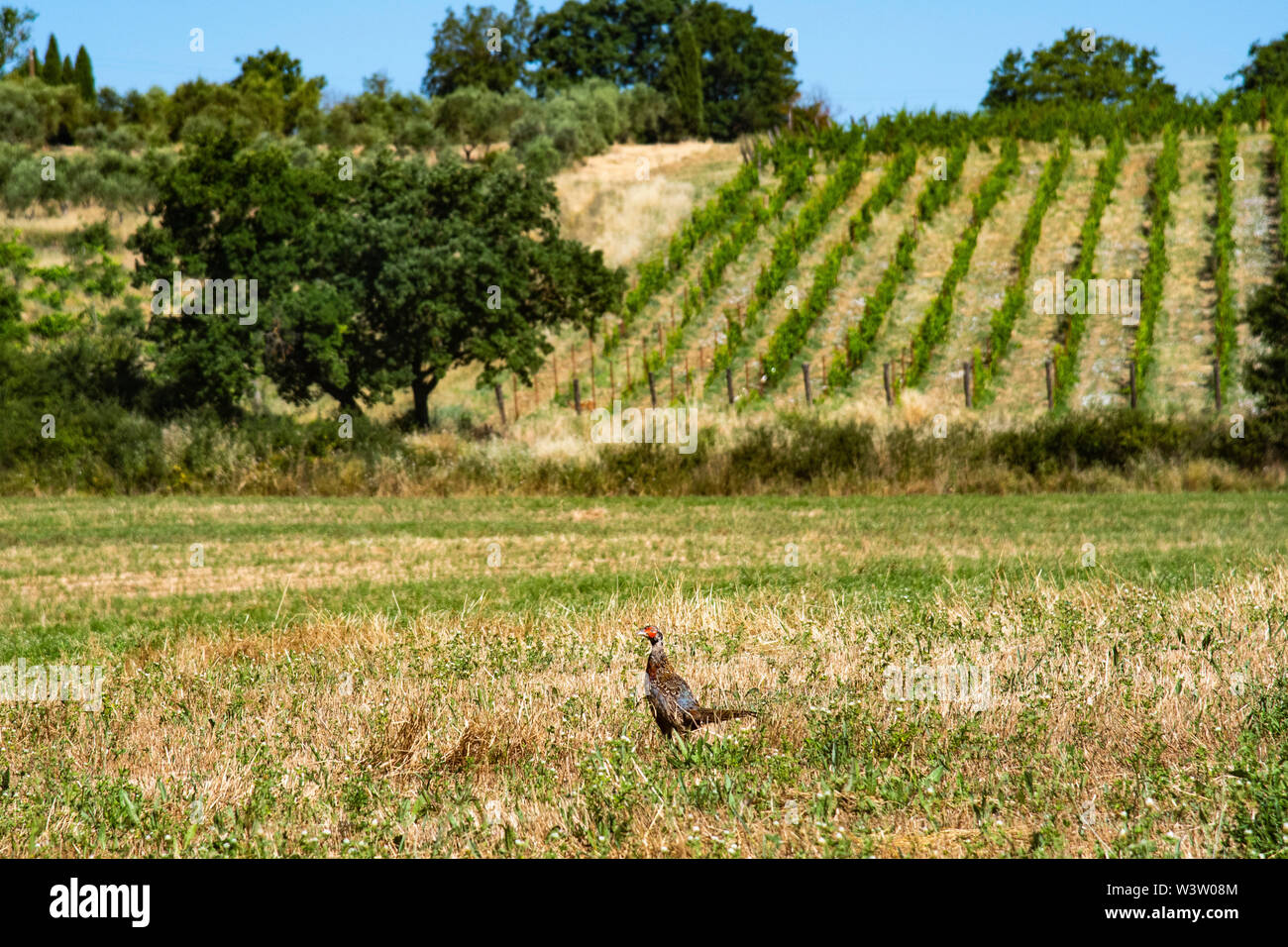Tuscanny field hi-res stock photography and images - Alamy