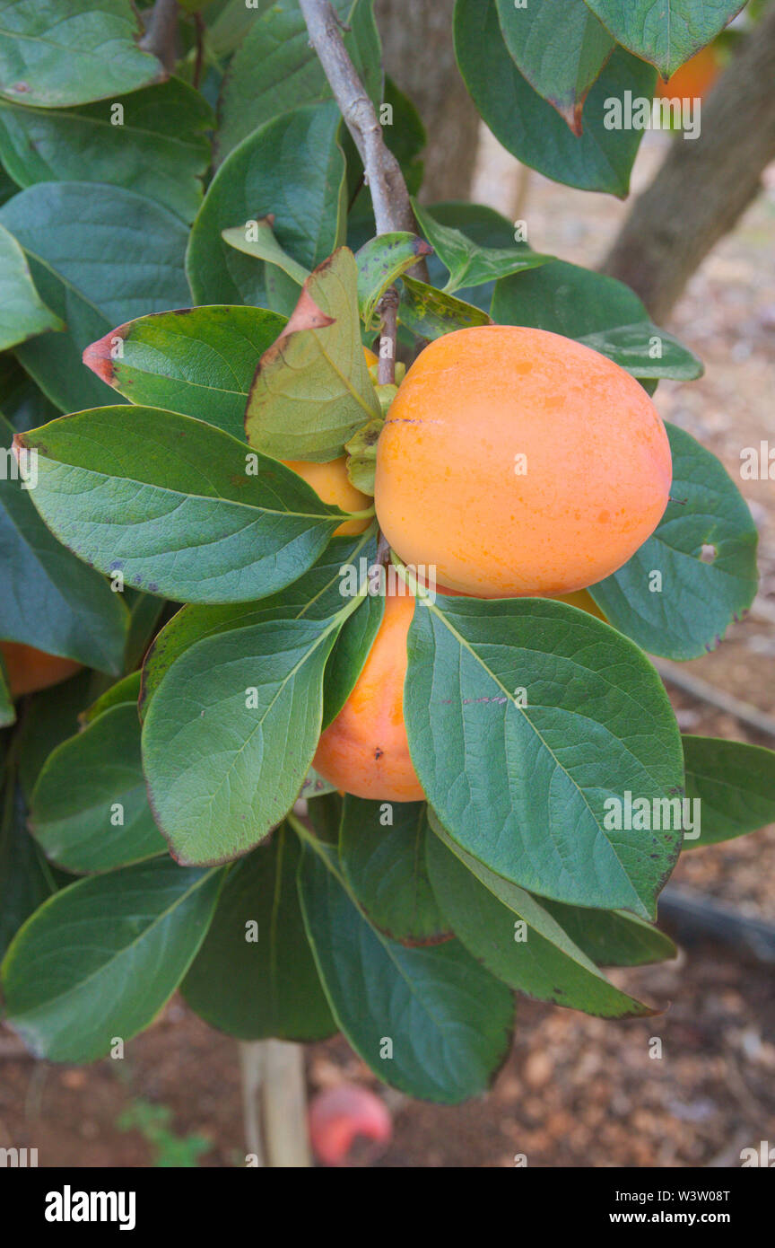 Branch full of ripe persimmon fruits of the variety "Bright red", which ...
