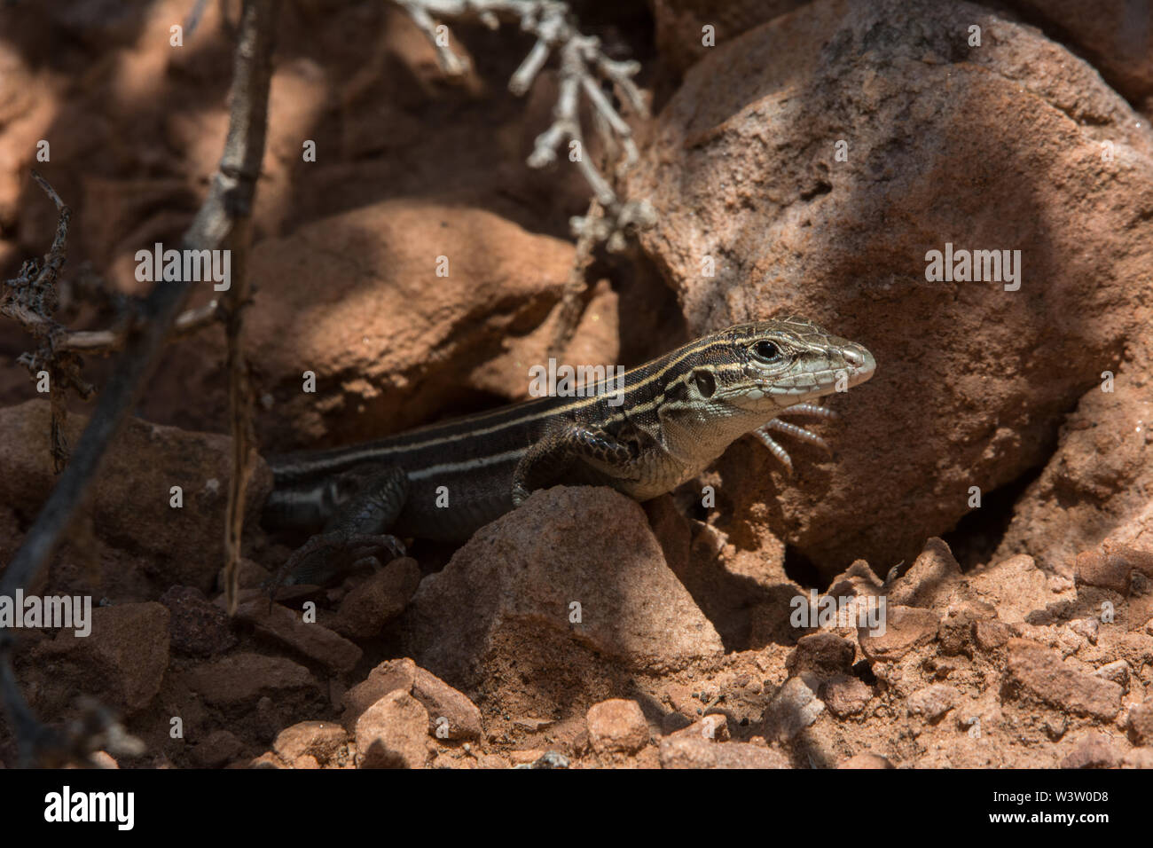 Plateau Striped Whiptail (Aspidoscelis velox) from Mesa County ...