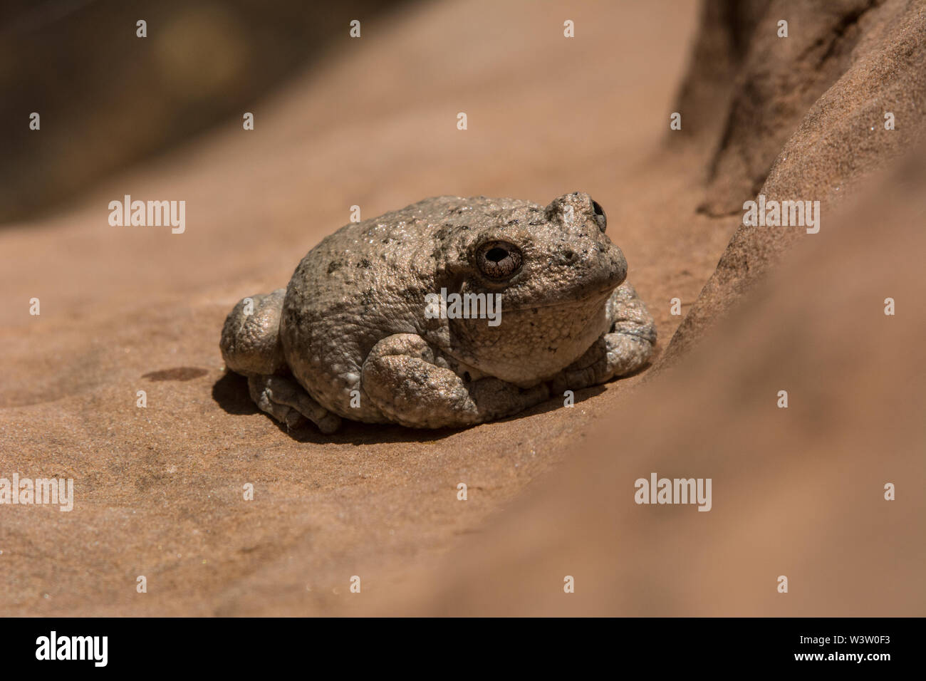Red-spotted Toad (Anaxyrus punctatus) from Mesa County, Colorado, USA ...