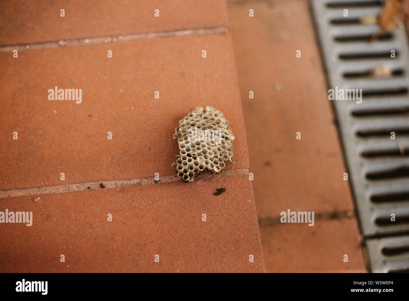 Honeycomb. High-quality picture contains clipping paths Stock Photo - Alamy