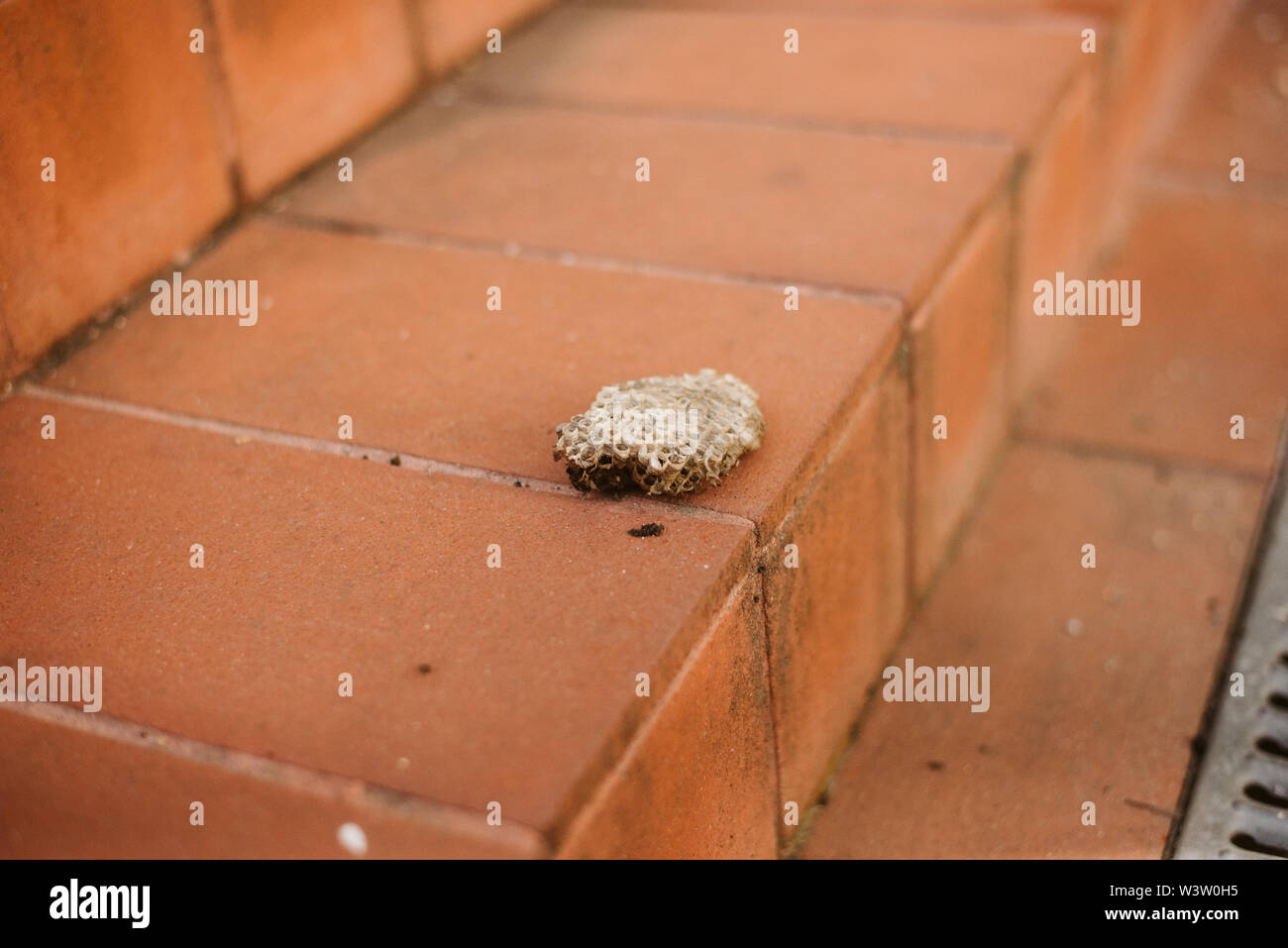 Honeycomb. High-quality picture contains clipping paths Stock Photo - Alamy