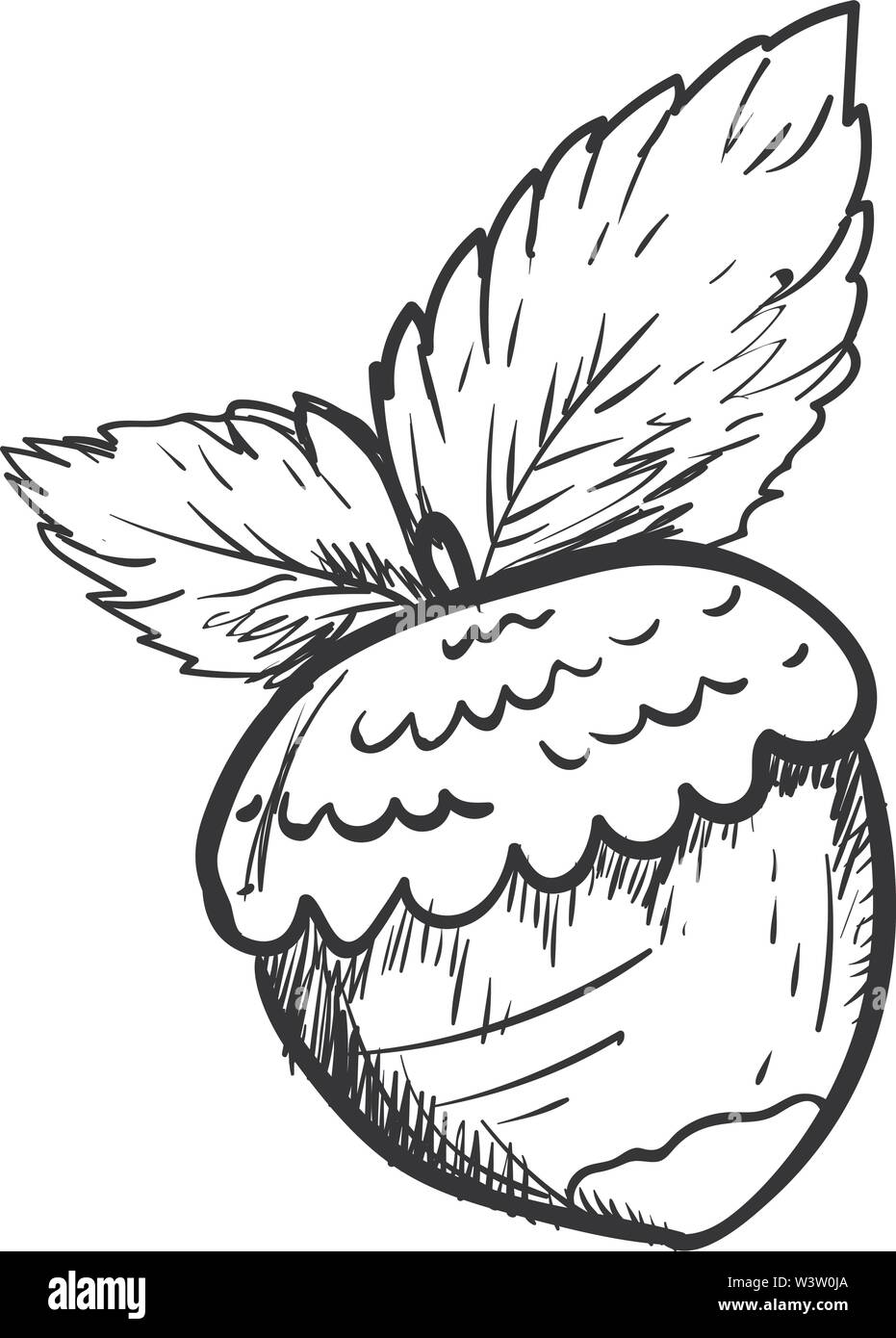 Hazelnut drawing, illustration, vector on white background Stock Vector ...