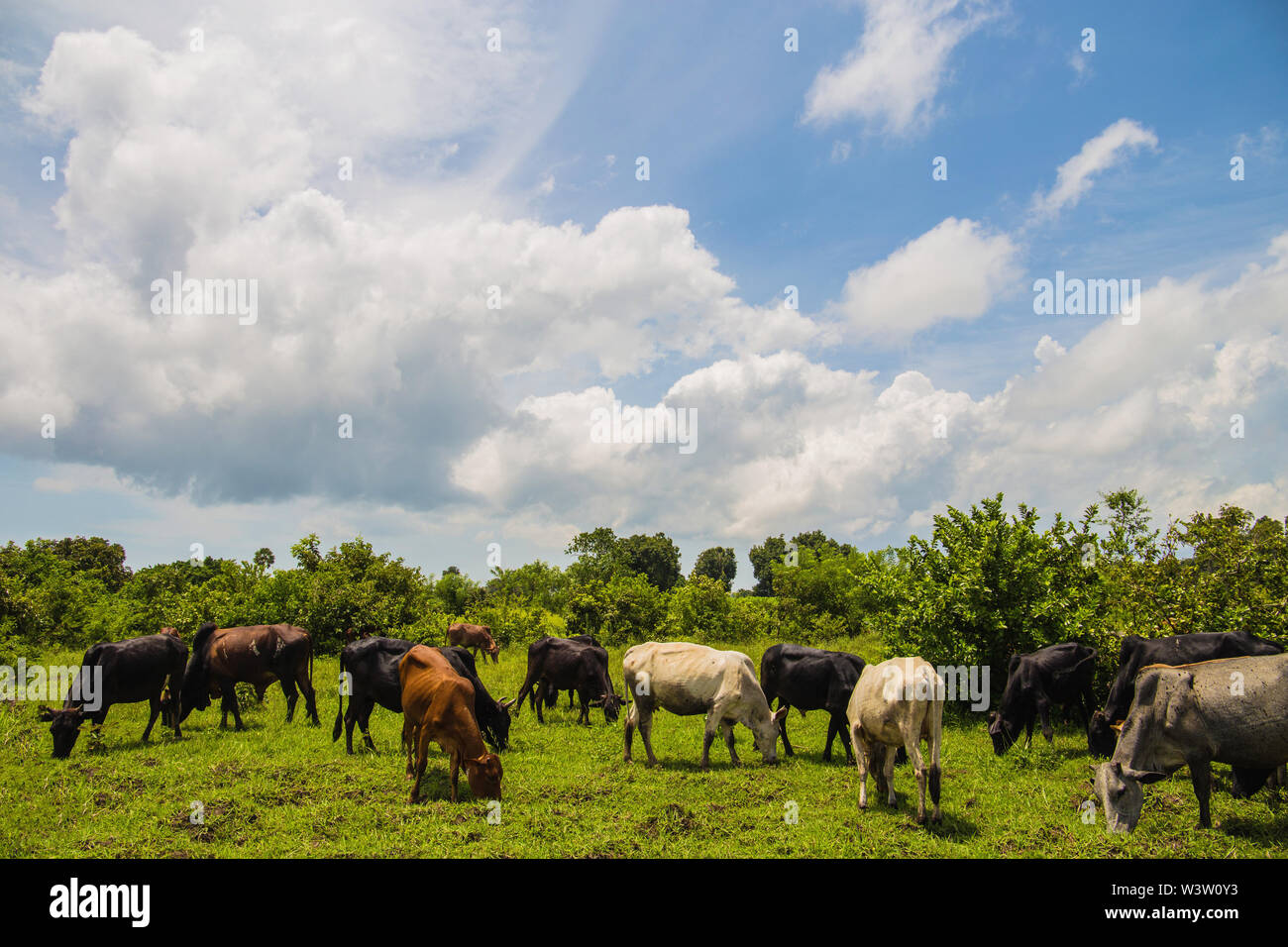 Cattle breeding. Herd of African cattle. Husbandry. Cows. Beautiful ...