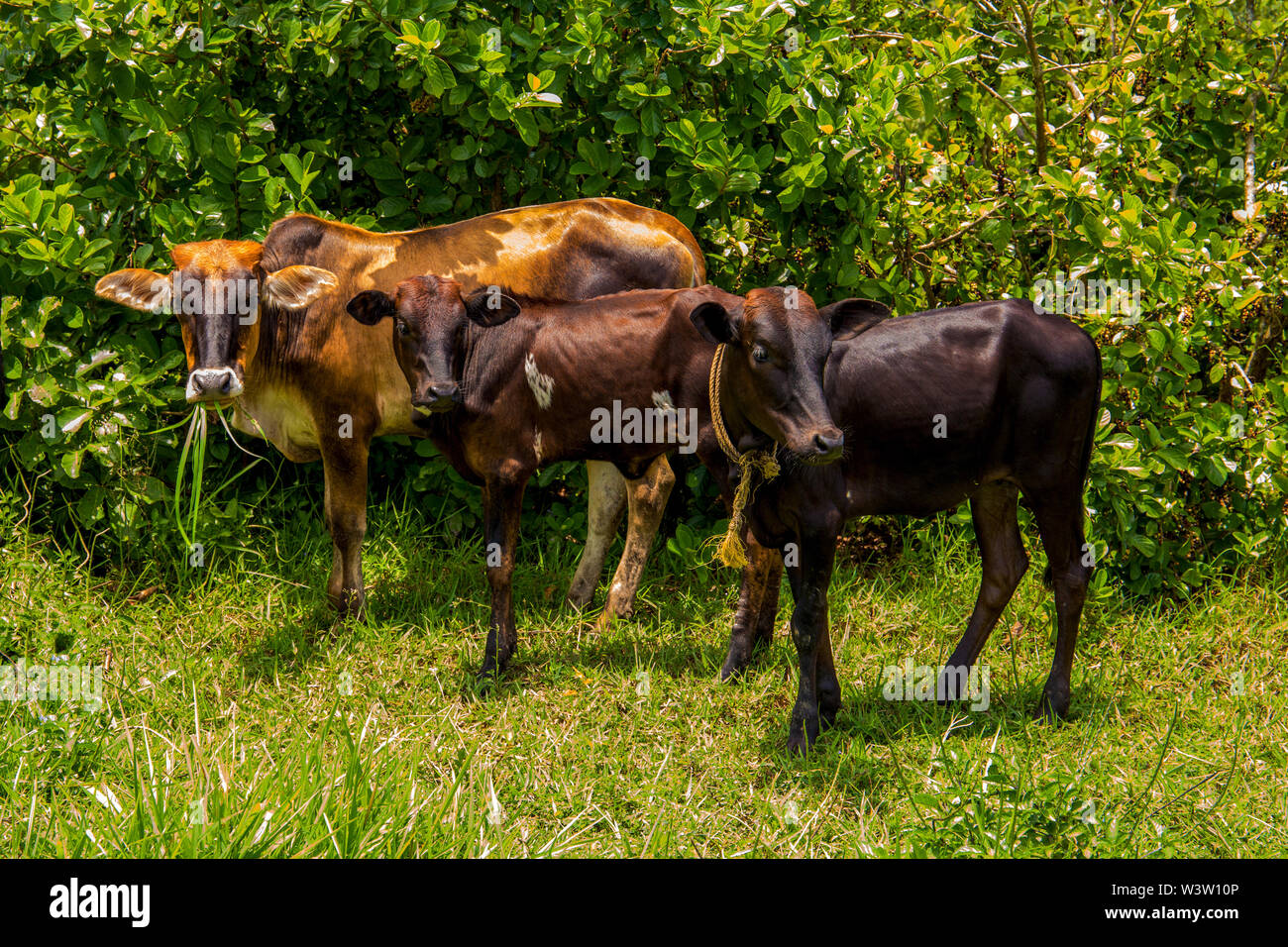 Nguni cow and calf hi-res stock photography and images - Alamy