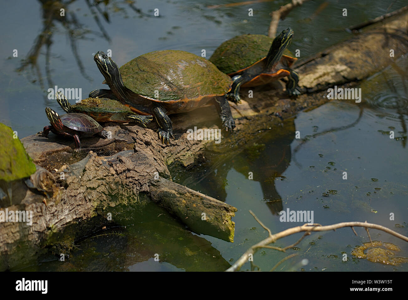 Painted Turtles on log basking in the sun Stock Photo - Alamy