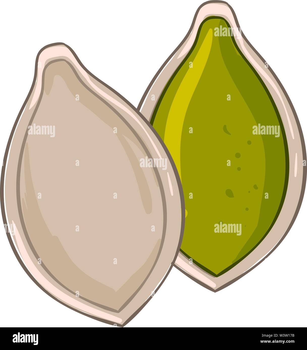 Open pumpkin seed, illustration, vector on white background Stock ...