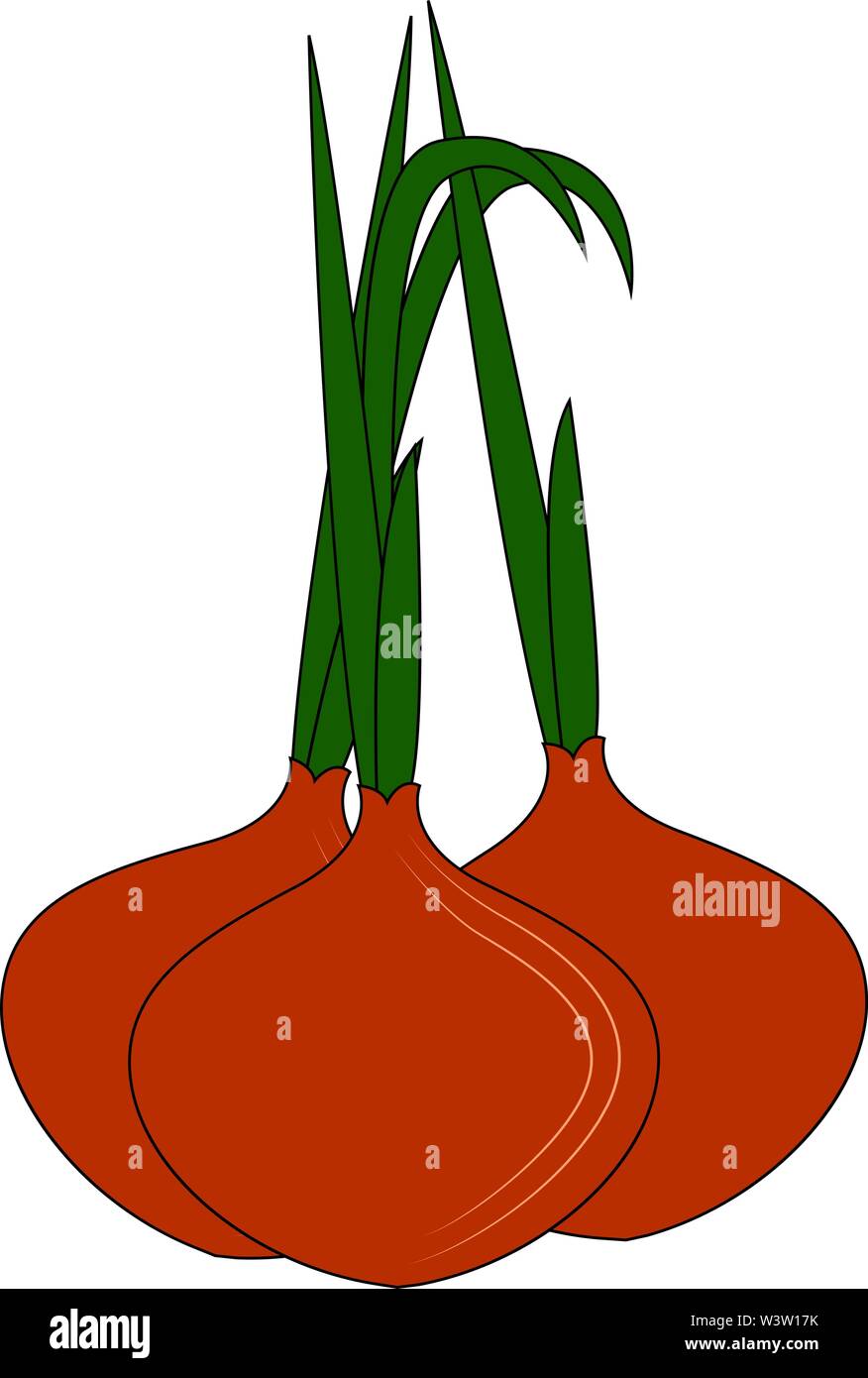 Whole red onion on Stock Vector Images - Alamy