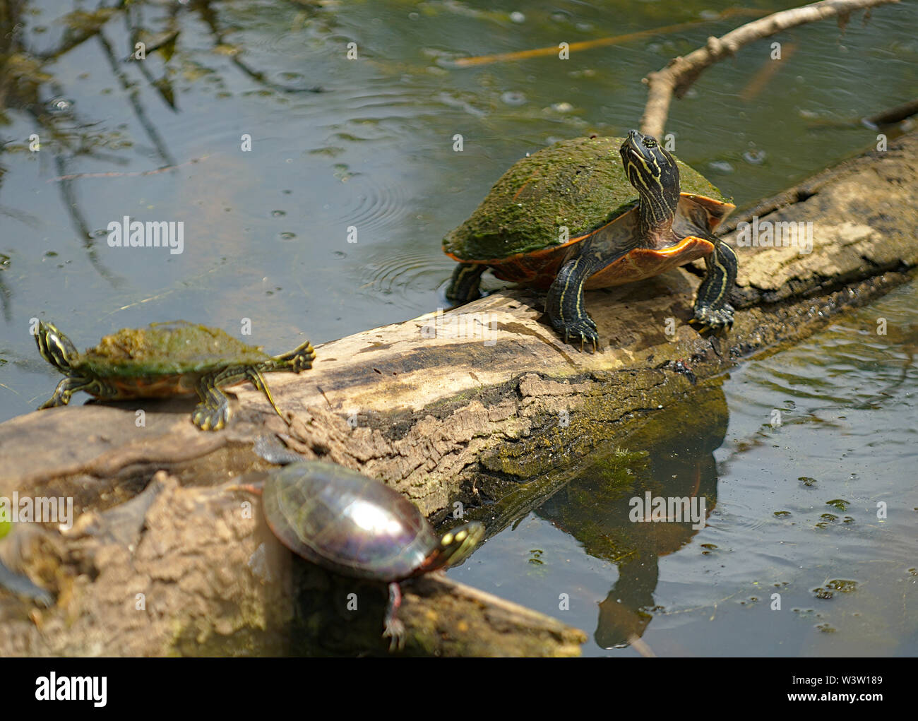 Painted Turtles on log basking in the sun Stock Photo - Alamy