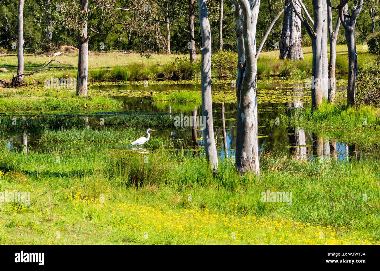Australian bush pond hi-res stock photography and images - Alamy