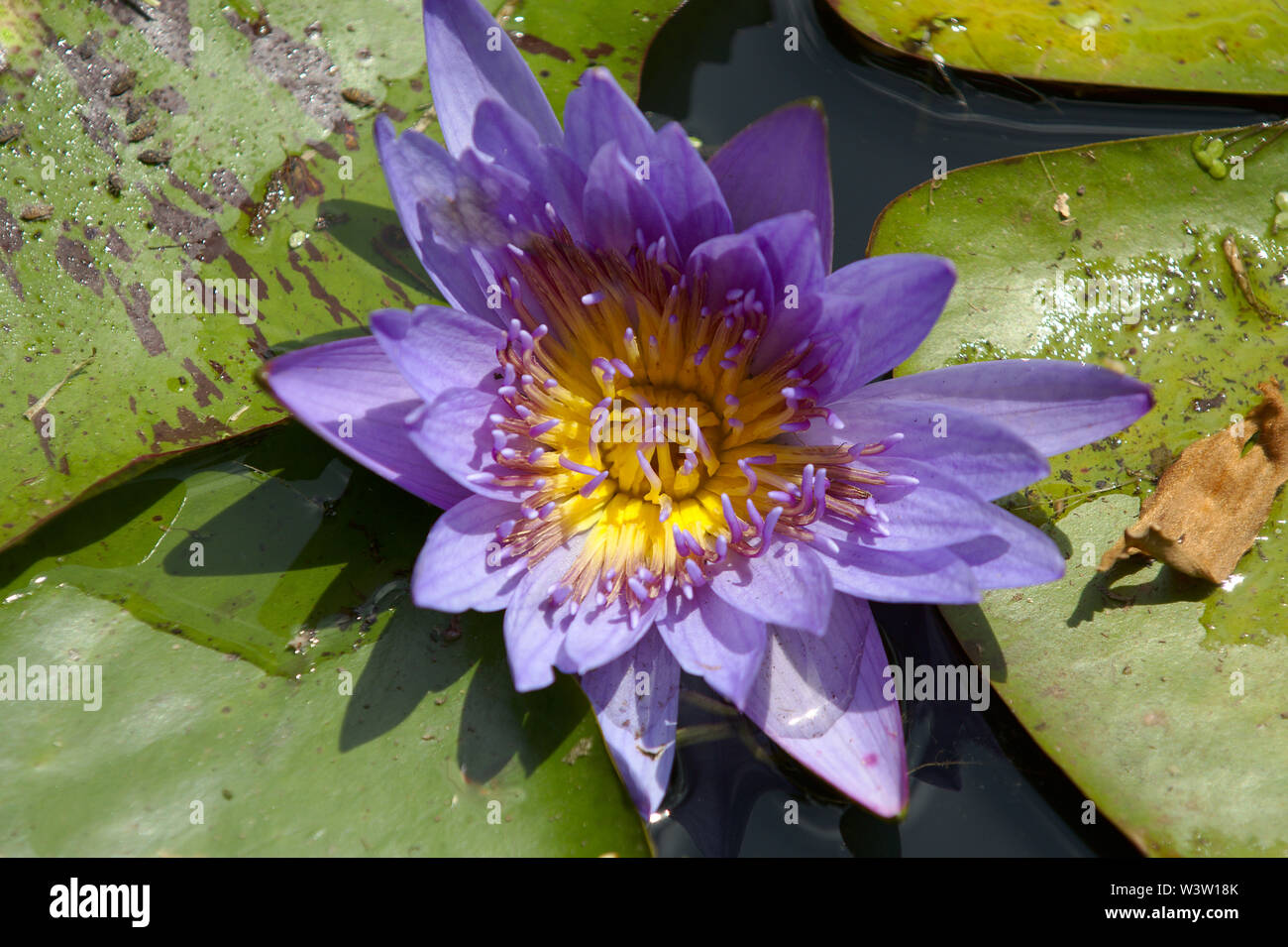 Closeup of purple water lily from top view Stock Photo - Alamy