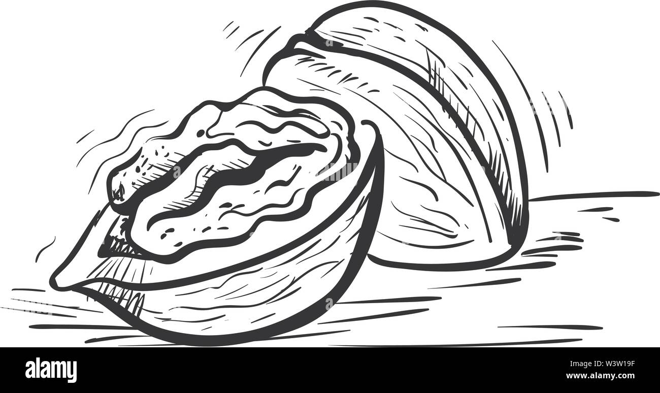 Open walnut drawing, illustration, vector on white background Stock ...