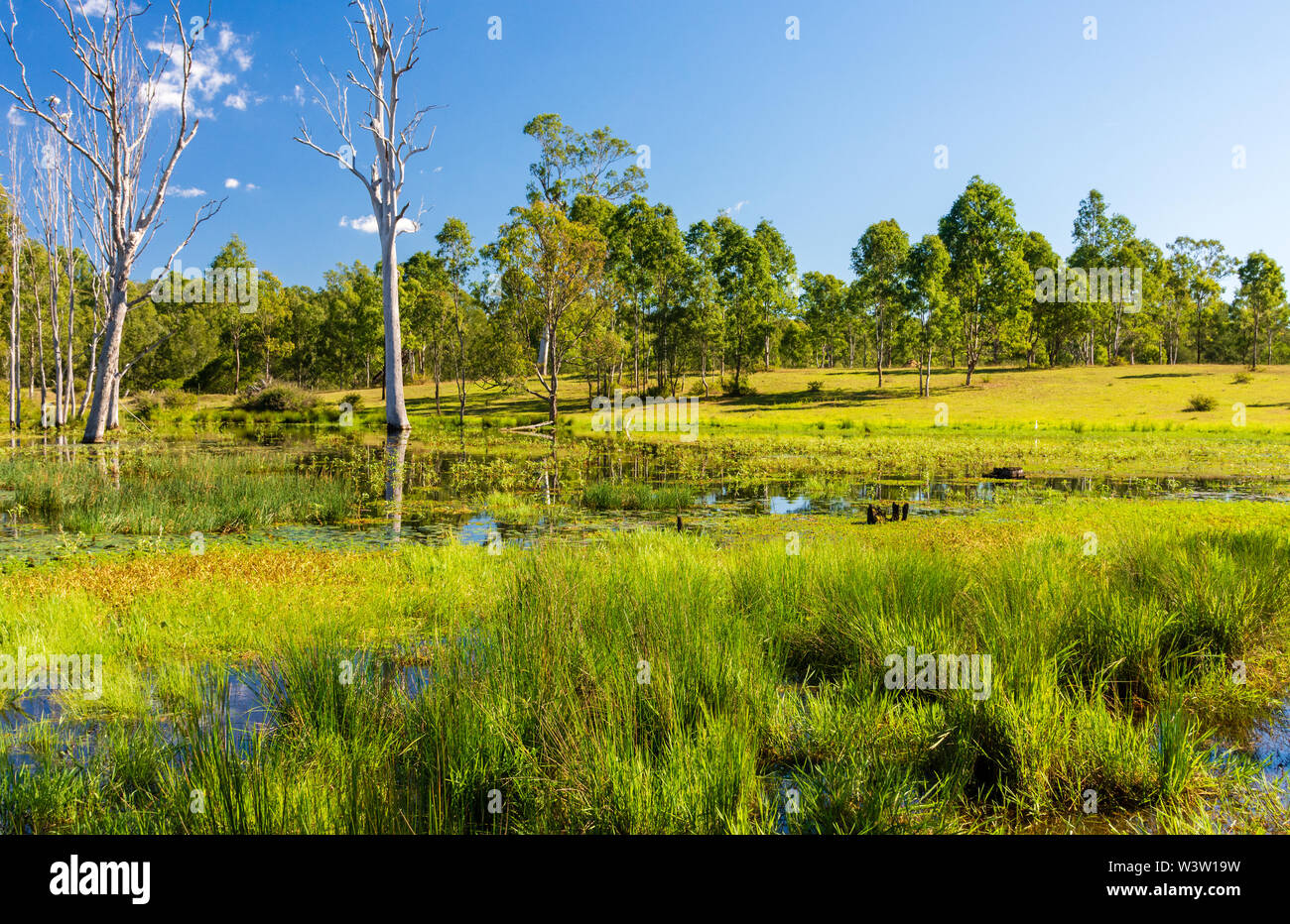 Dead gum trees hi-res stock photography and images - Alamy