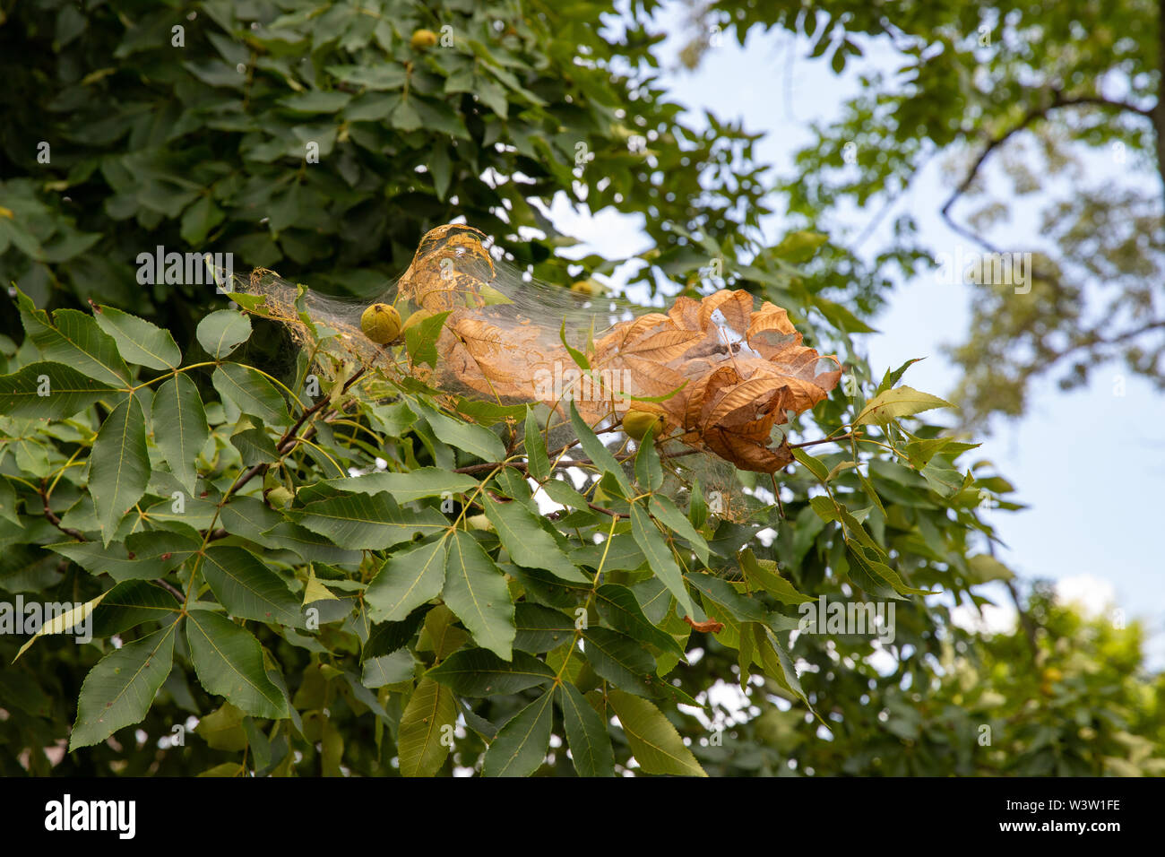 Nest spun by fall webworms in a tree, with webbing, leaves, and ...
