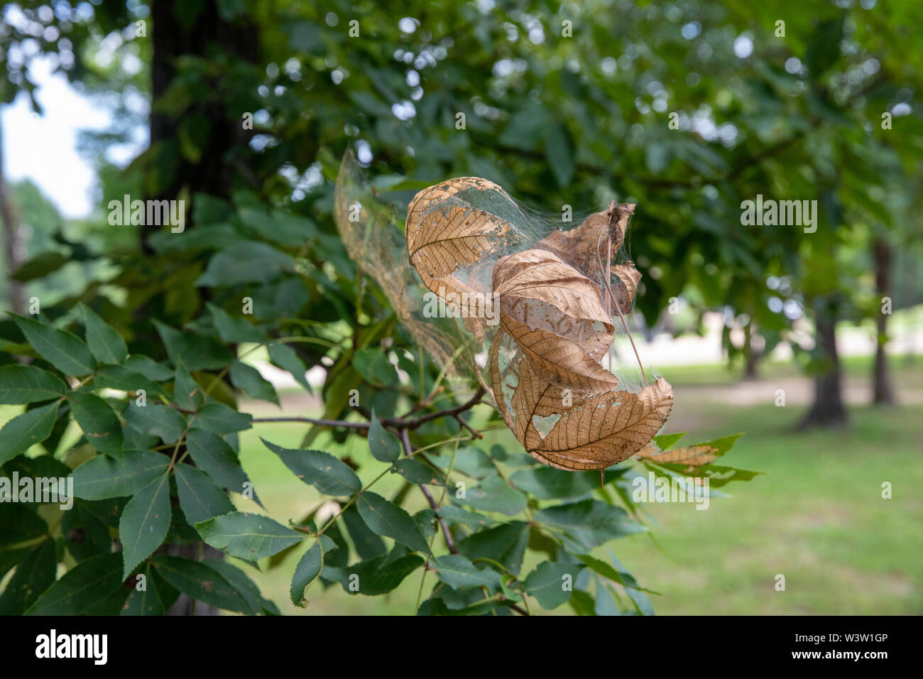 Nest spun by fall webworms in a tree, with webbing, leaves, and ...