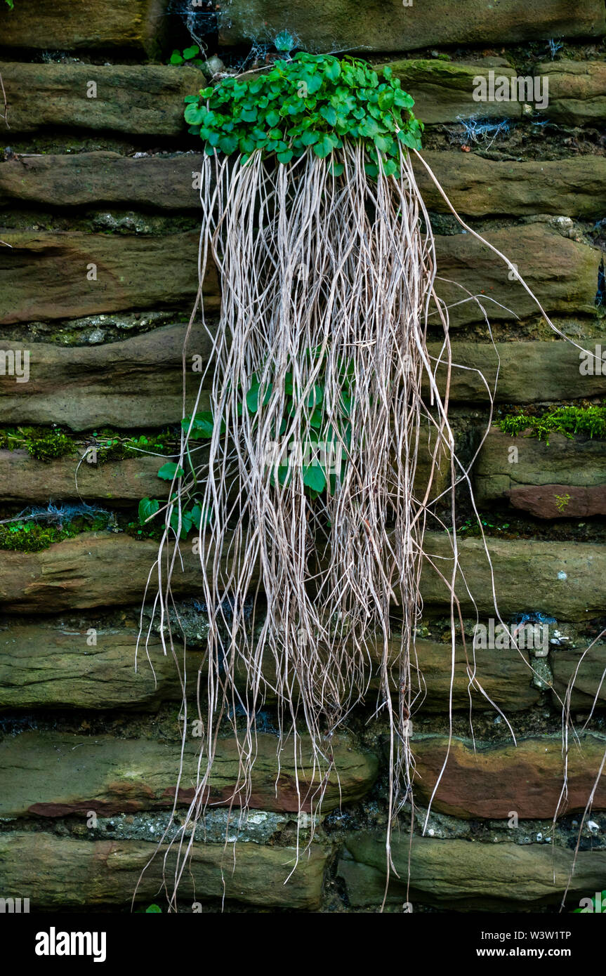 Plant growth on an old sandstone wall with long dangling roots Stock ...