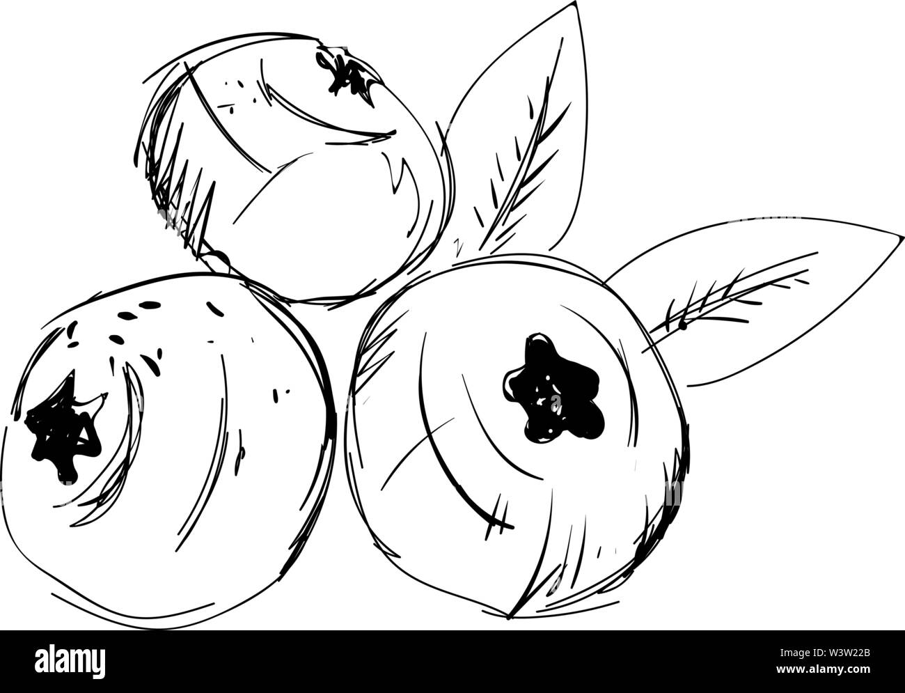Hand drawn blueberry vector Cut Out Stock Images & Pictures - Alamy