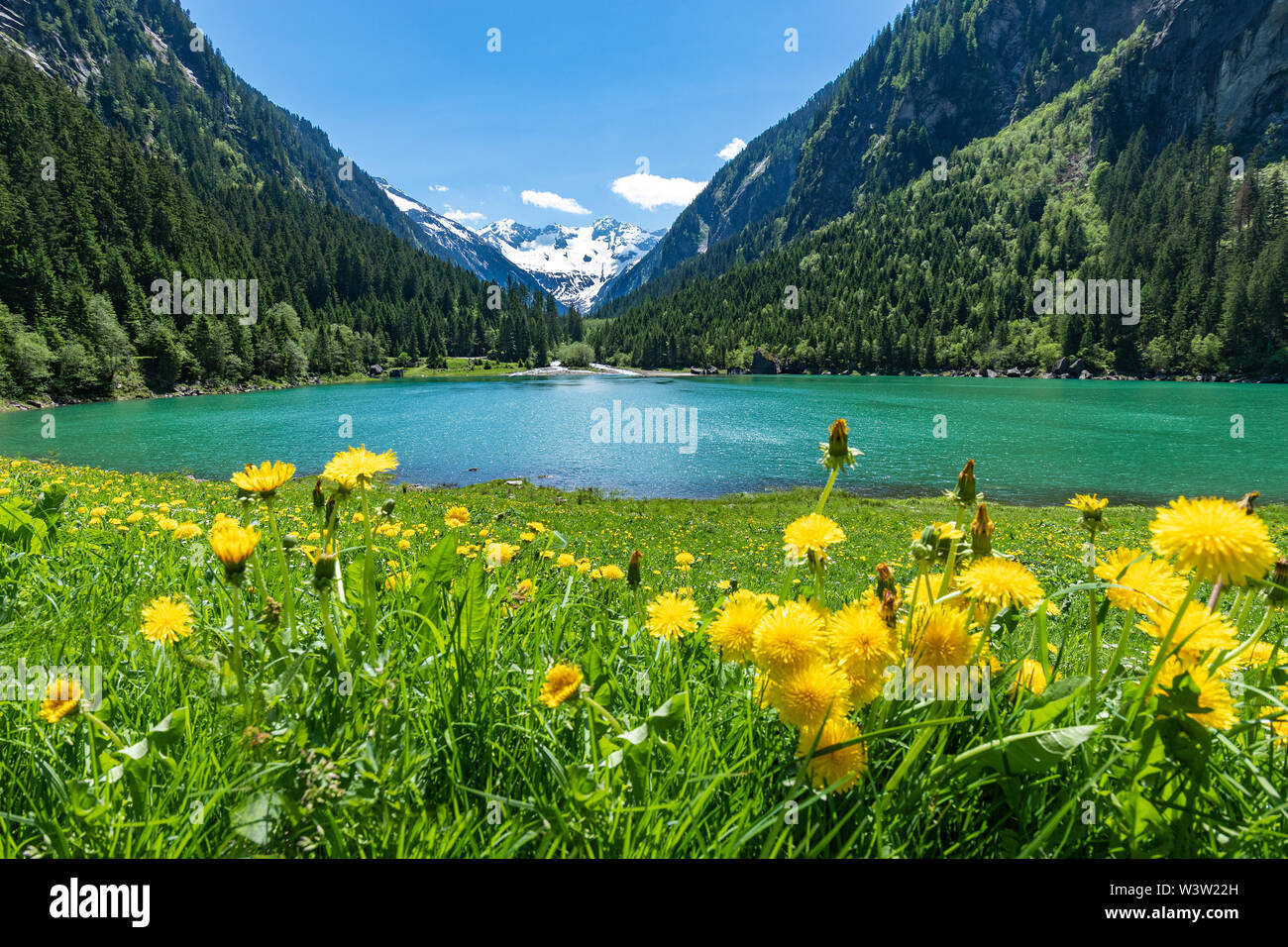 Austria Tyrol Meadow Mountains Flowers High Resolution Stock ...