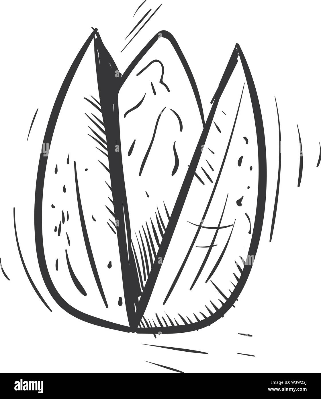 Pistachio drawing, illustration, vector on white background Stock ...