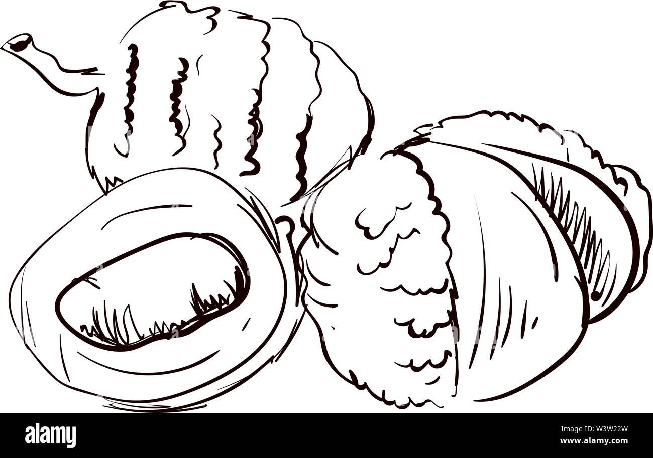 Lychee drawing, illustration, vector on white background Stock Vector ...